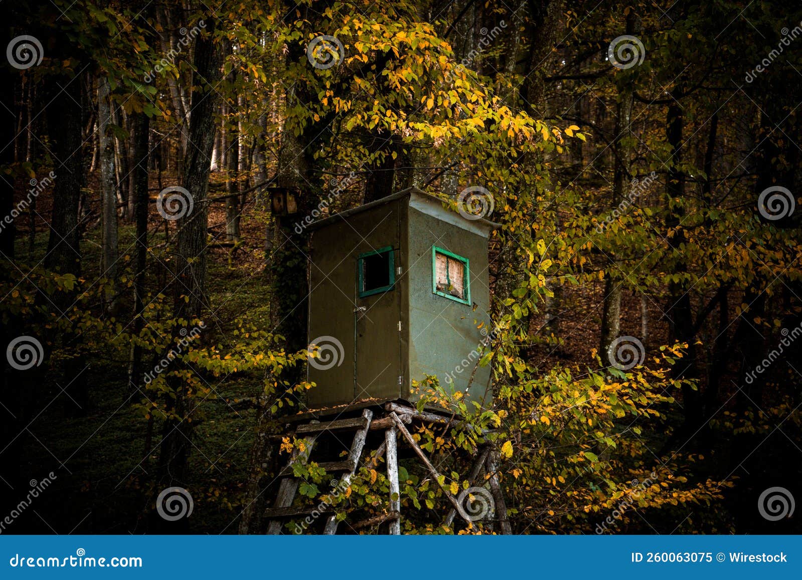 Small Treehouse in a Forest during Autumn Stock Image - Image of plants ...