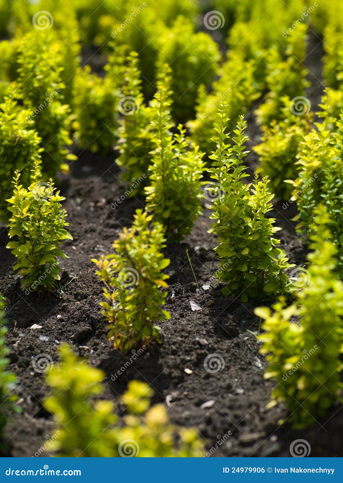 Small trees stock photo. Image of leaf, growth, conservation - 24979906