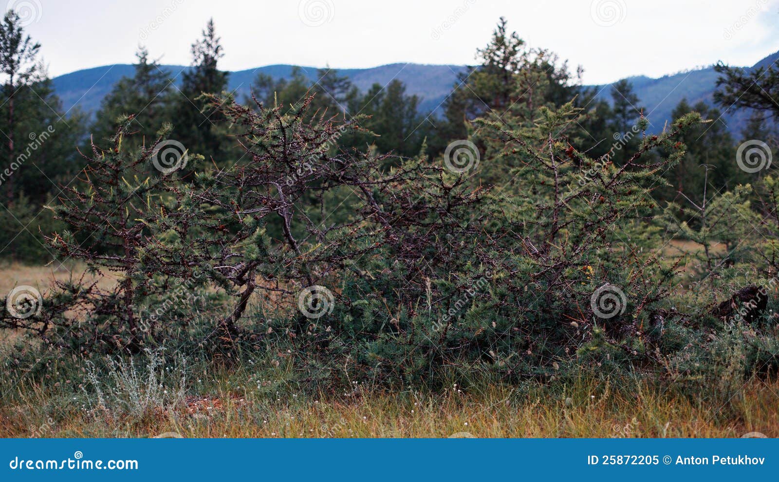 Small trees stock image. Image of coniferous, forest - 25872205