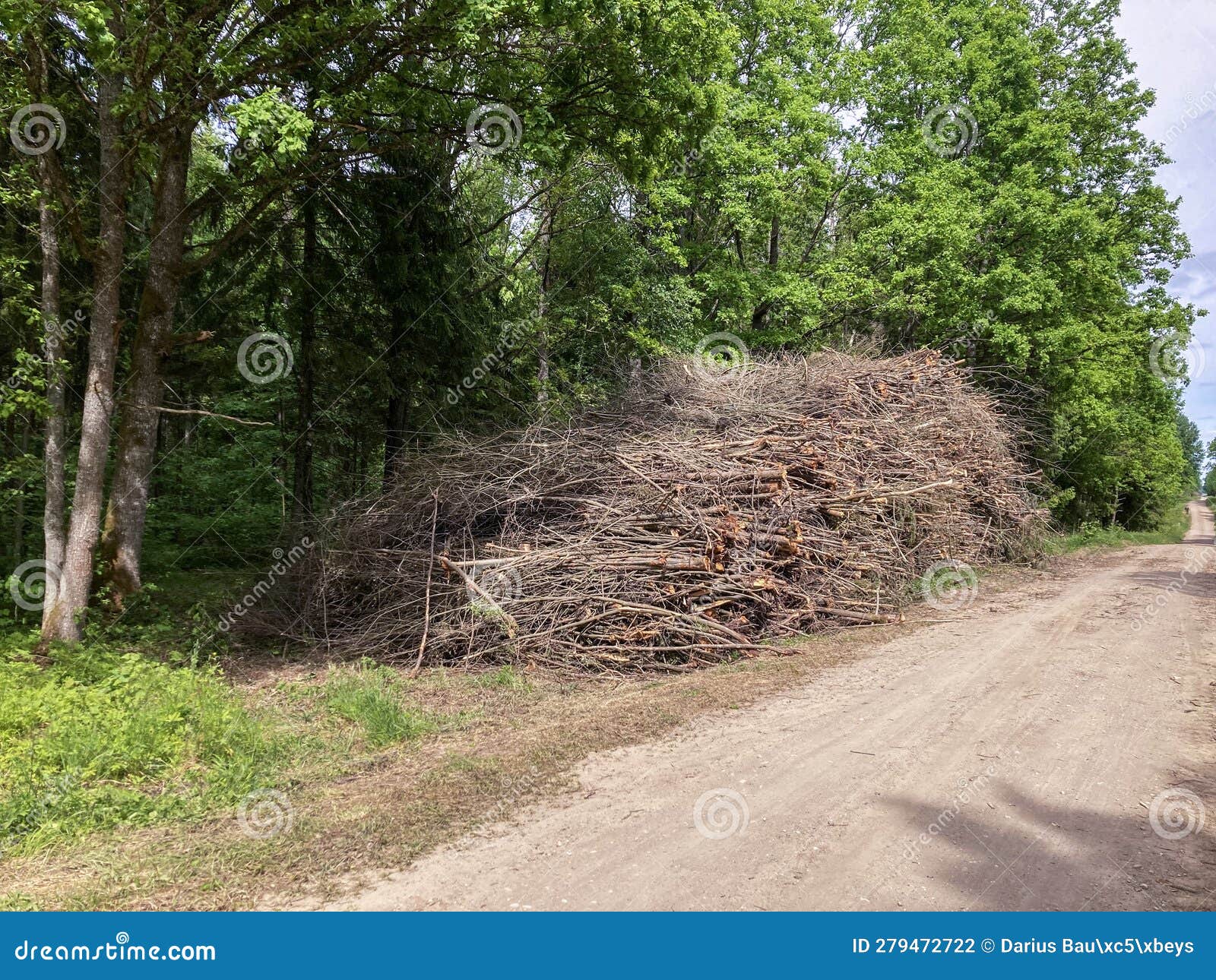 Small Trees and Branches are Prepared for the Production of Biofuel ...