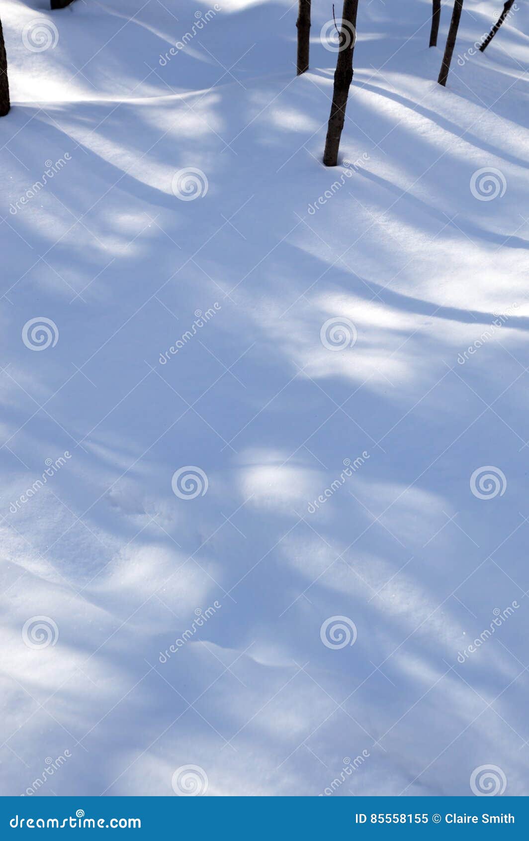Small Trees Casting Blue Shadows in the Snow. Stock Image - Image of ...