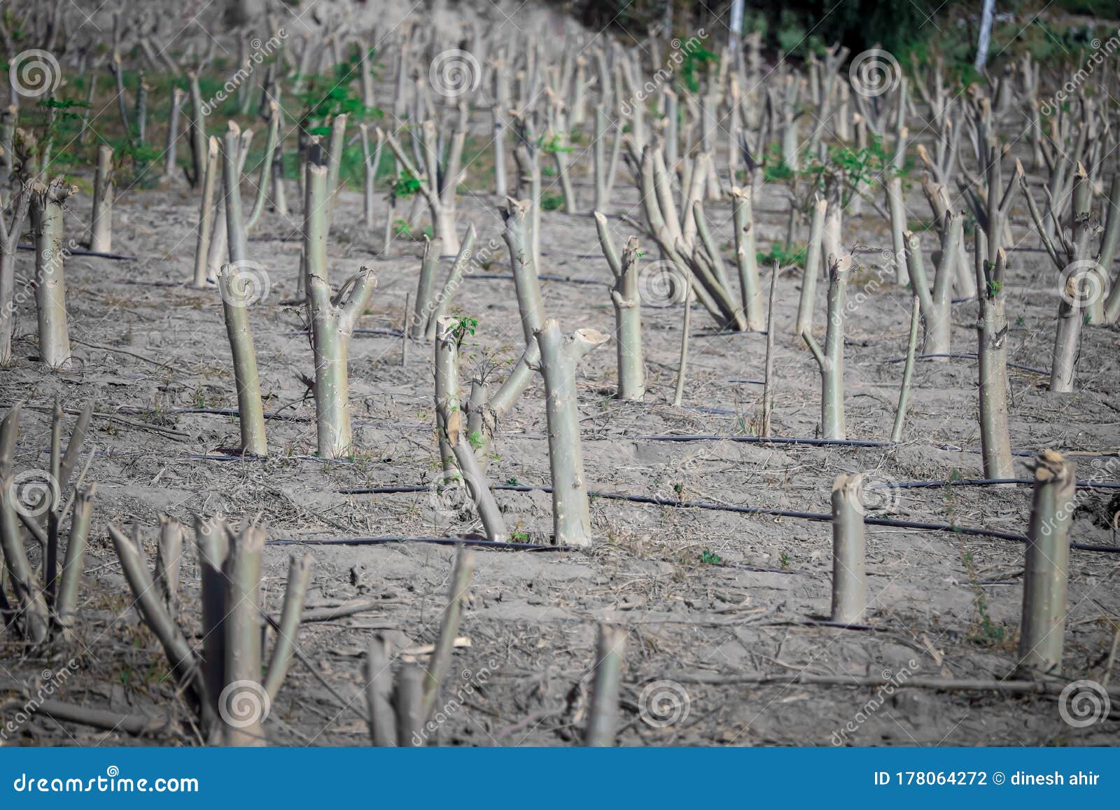 Small Trees Cutting ,Cut Down Alder Trees,Tree Cutting Agriculture ...