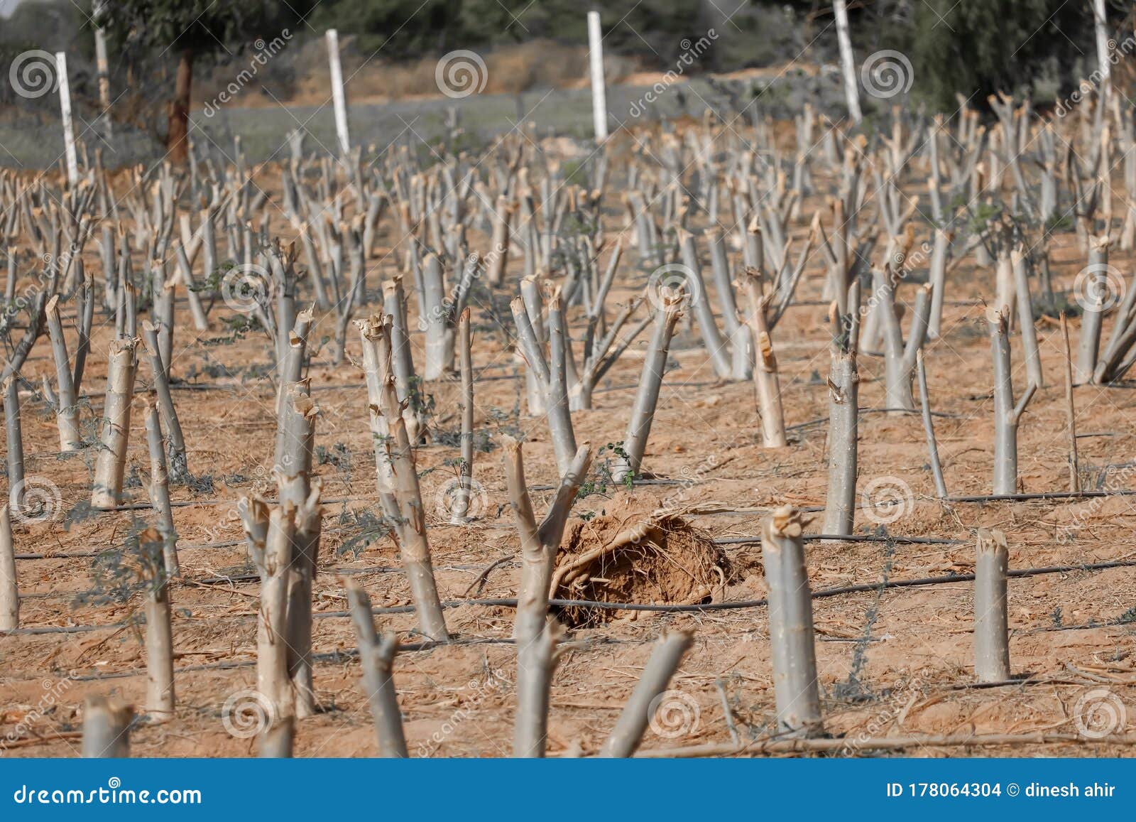 Small Trees Cutting ,Cut Down Alder Trees,Tree Cutting Agriculture ...
