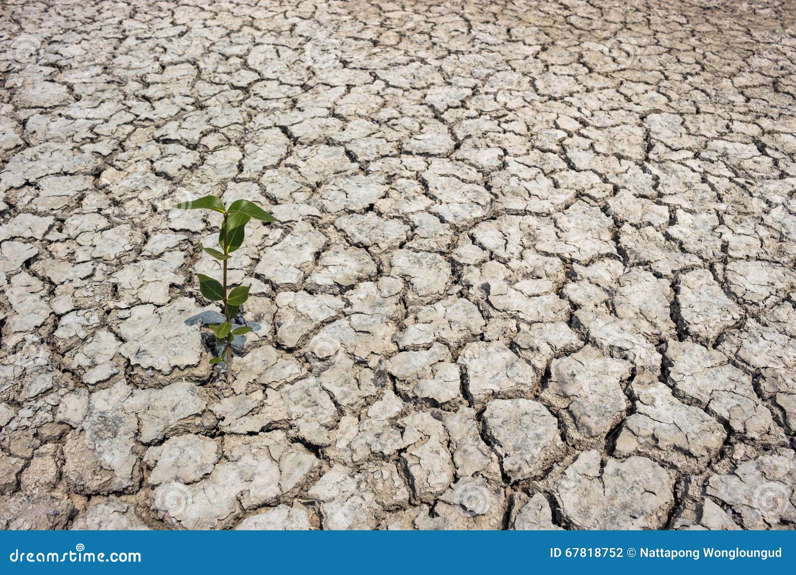 Small trees on dry land stock photo. Image of people - 67818752