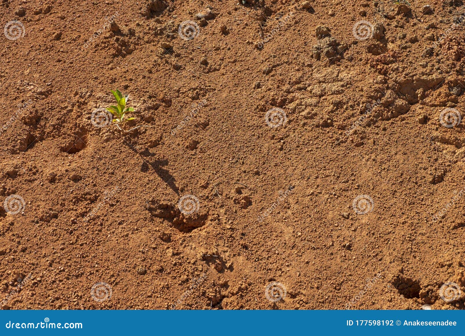 Small Trees in the Dry Soil Stock Photo - Image of crack, nature: 177598192