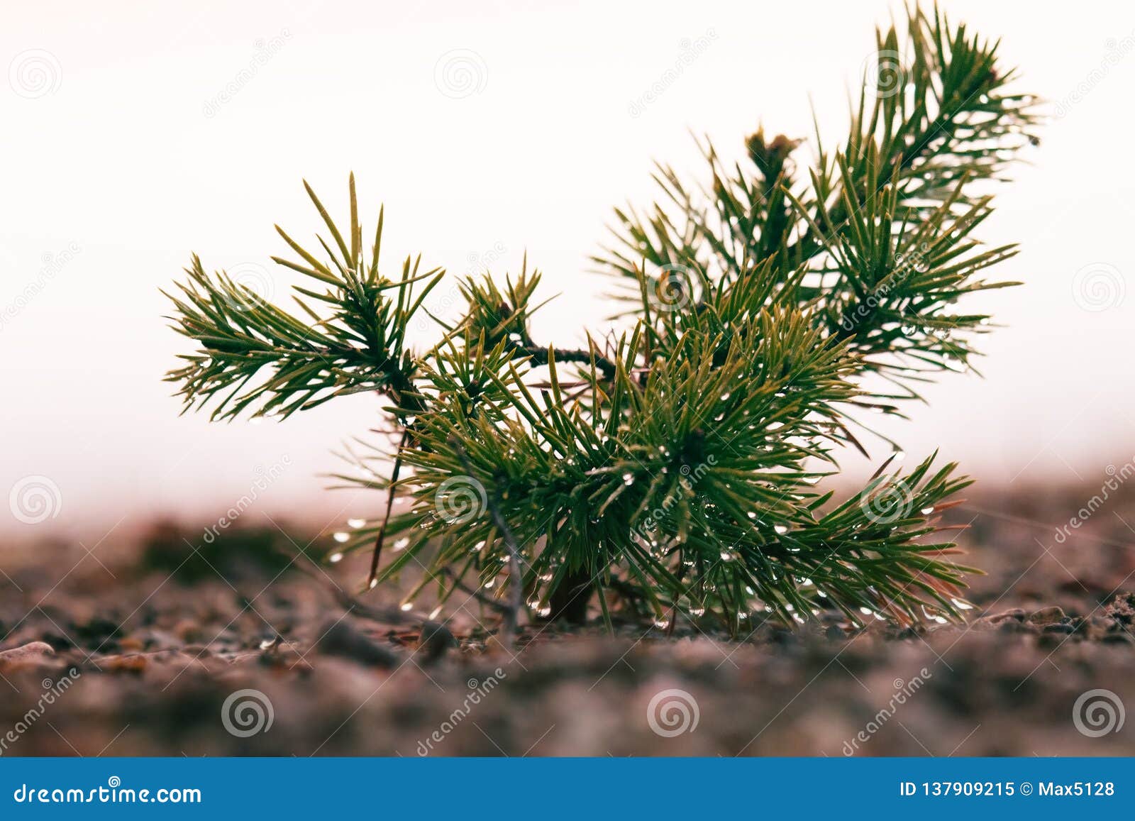 Small Trees in Fog and Dew, Pine Undergrowth Stock Image - Image of ...