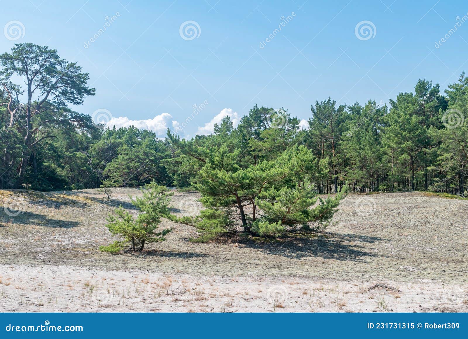 Small Trees on the Forest Glade Stock Image - Image of outdoor, needle ...