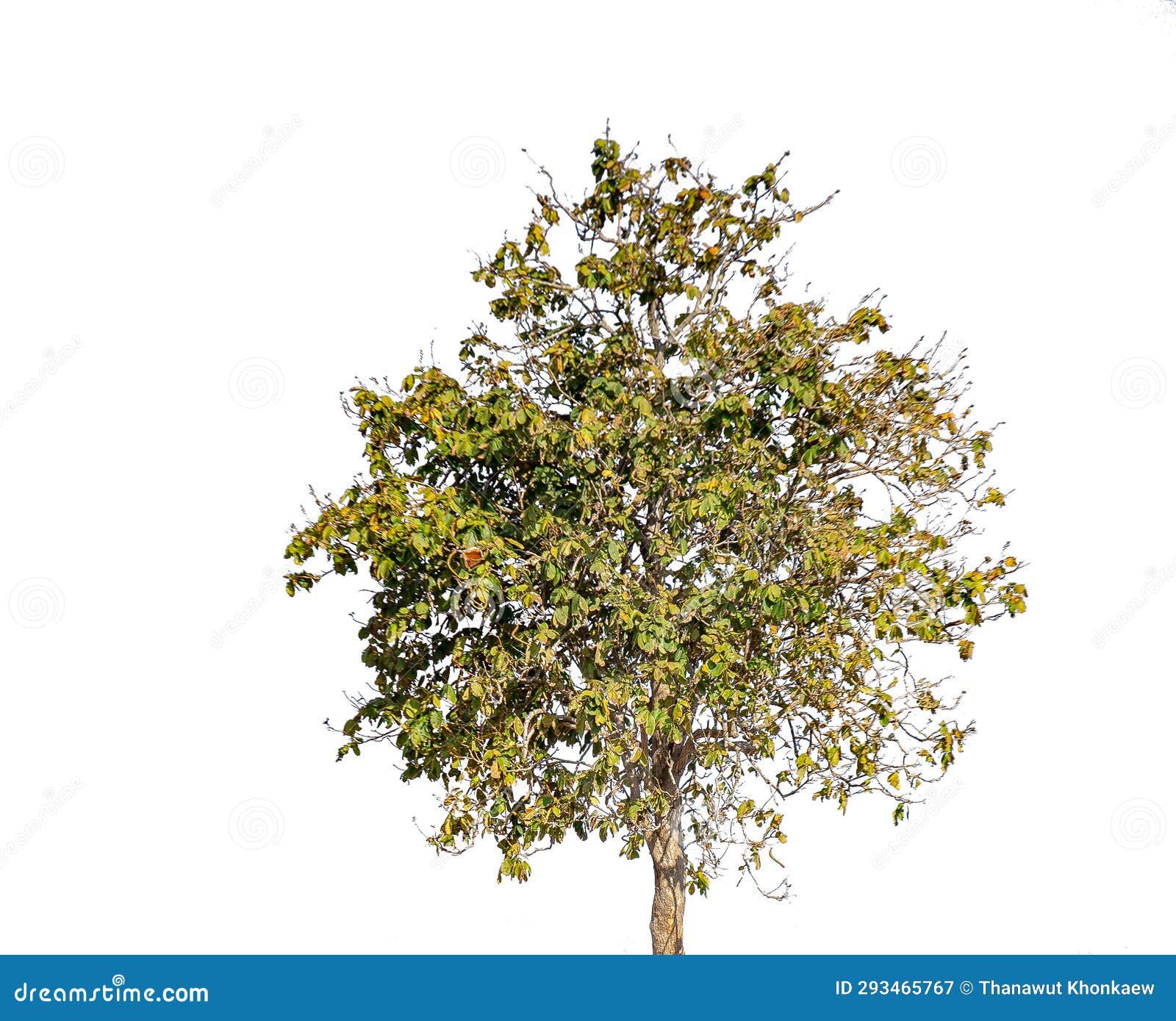 Small Trees are Getting Sunlight on a White Background. Stock Image ...