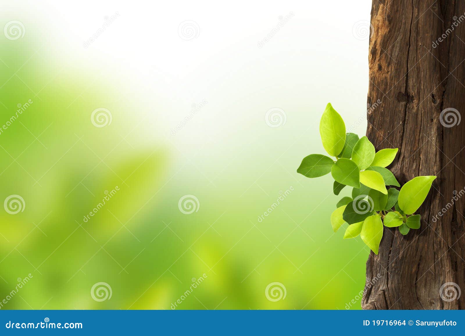 Small trees growing stock photo. Image of detailed, plant - 19716964