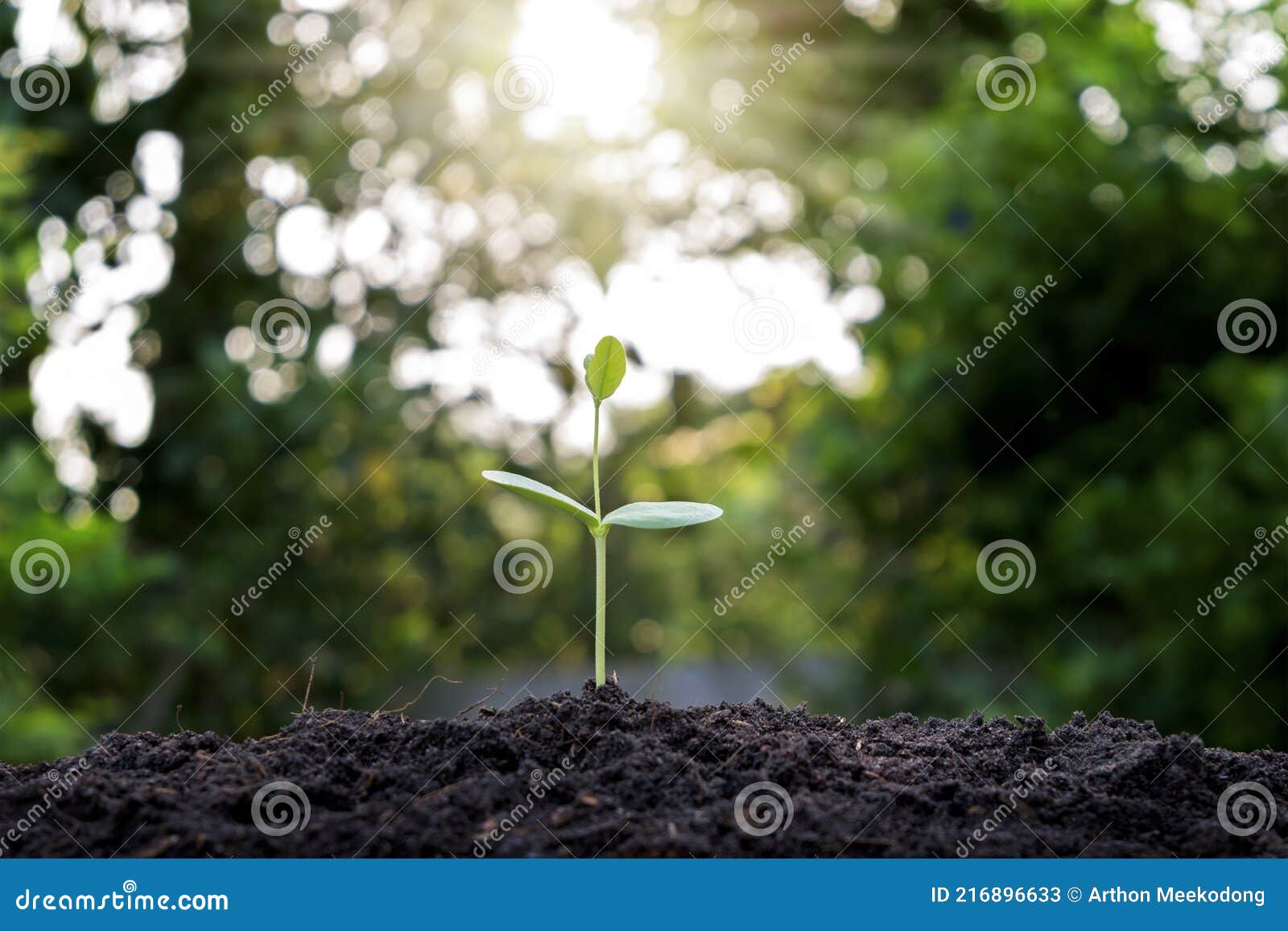 Small Trees are Growing Around the Soil, the Concept of Cropping Stock ...