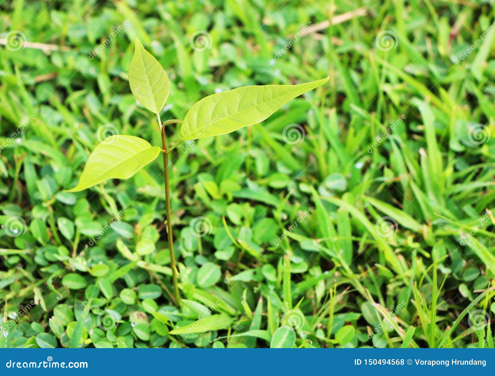 Small Trees are Growing on Green Grass Stock Photo - Image of yard ...
