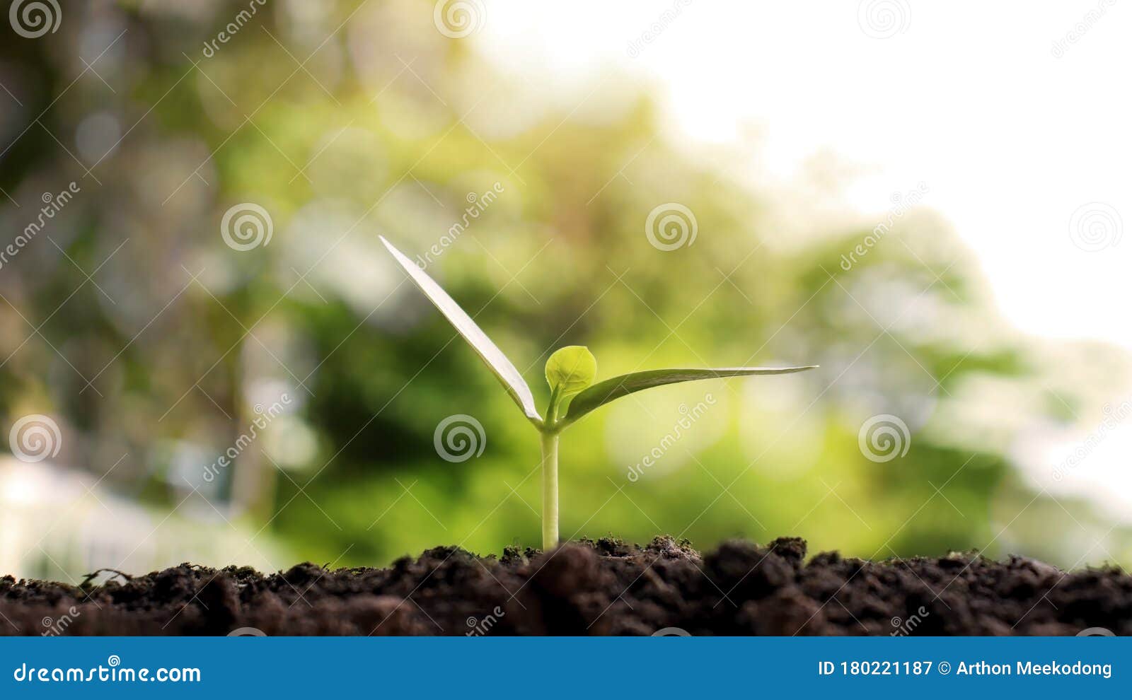Small Trees Growing on the Ground, the Concept of Plant Growth. Stock ...