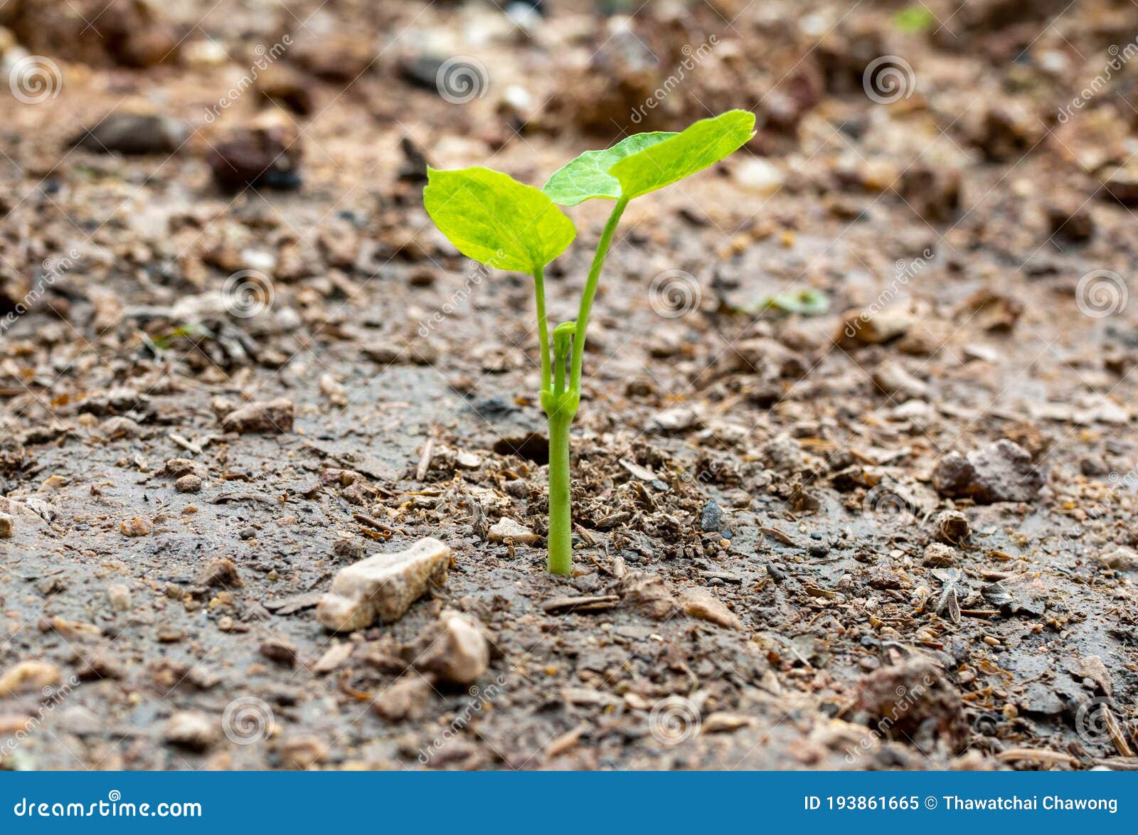 Small Trees Growing on the Ground of Environmental Concept Stock Image ...