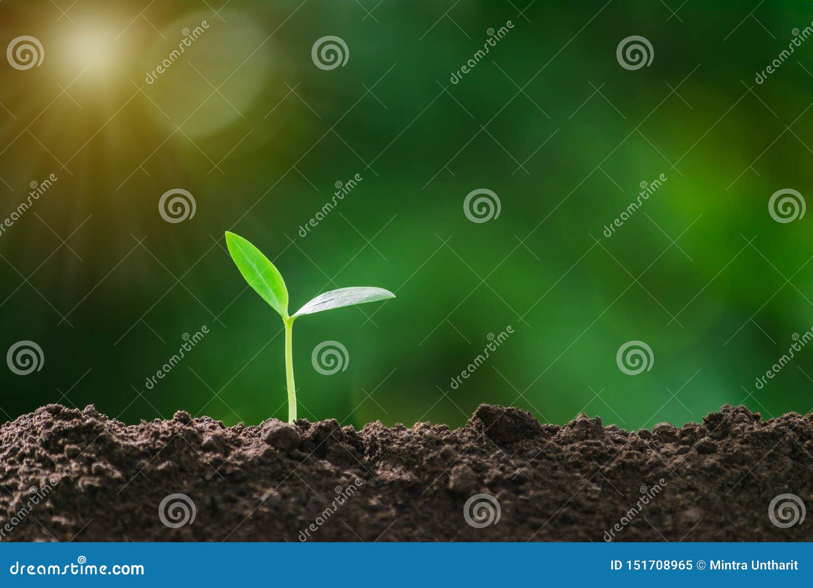 Small Trees are Growing on the Ground Incomplete in Soft Green Nature ...