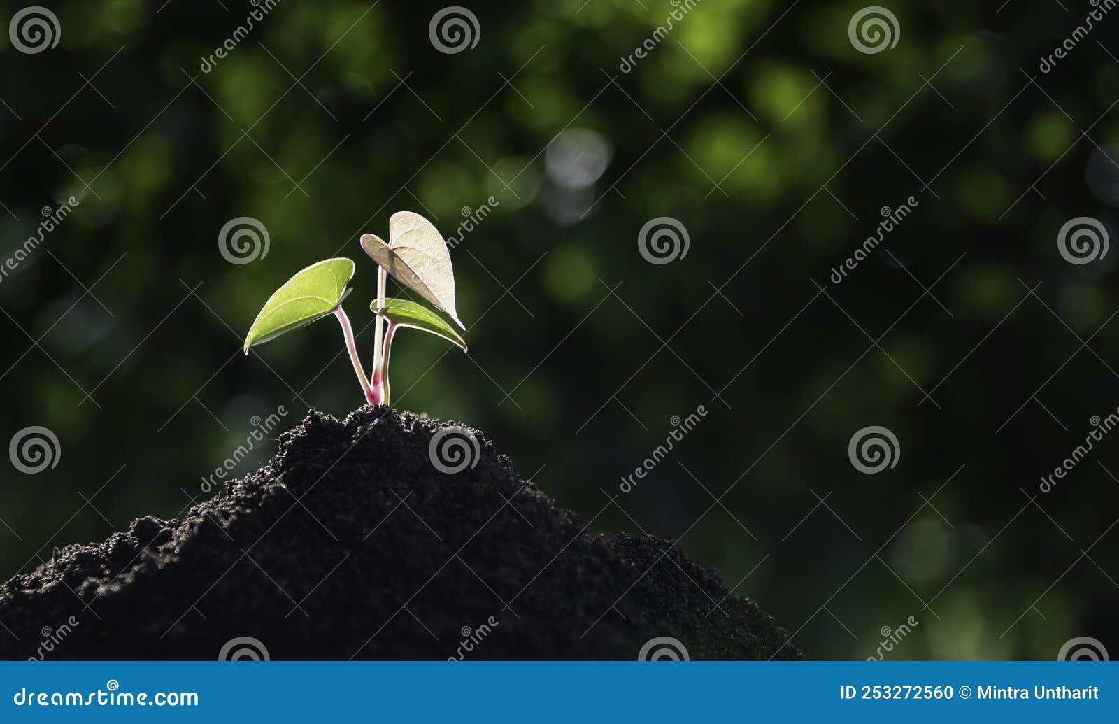 Small Trees are Growing on the Ground Incomplete in Soft Green Nature ...