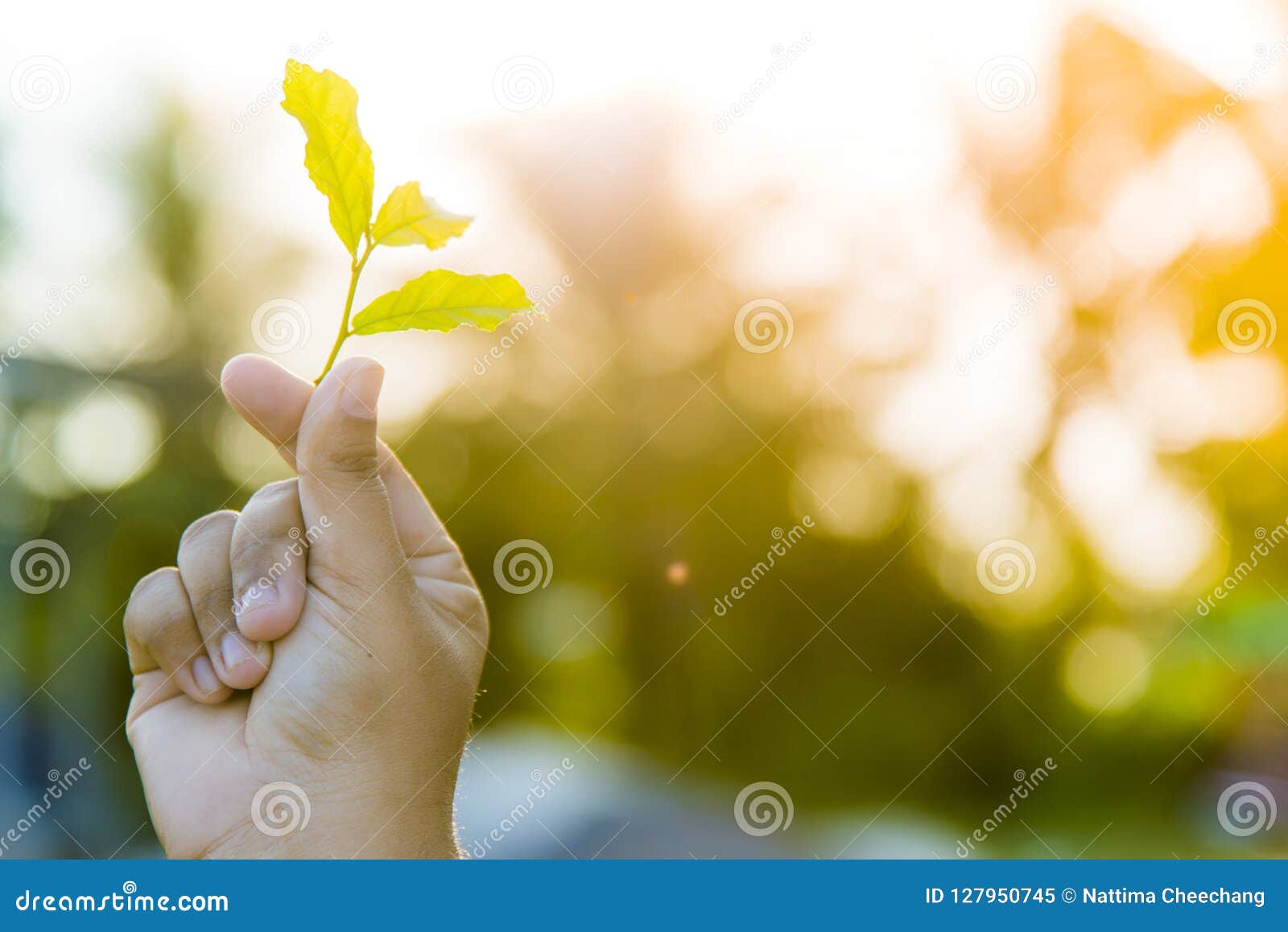 Small Trees are Growing with Love from Your Hands. Stock Image - Image ...
