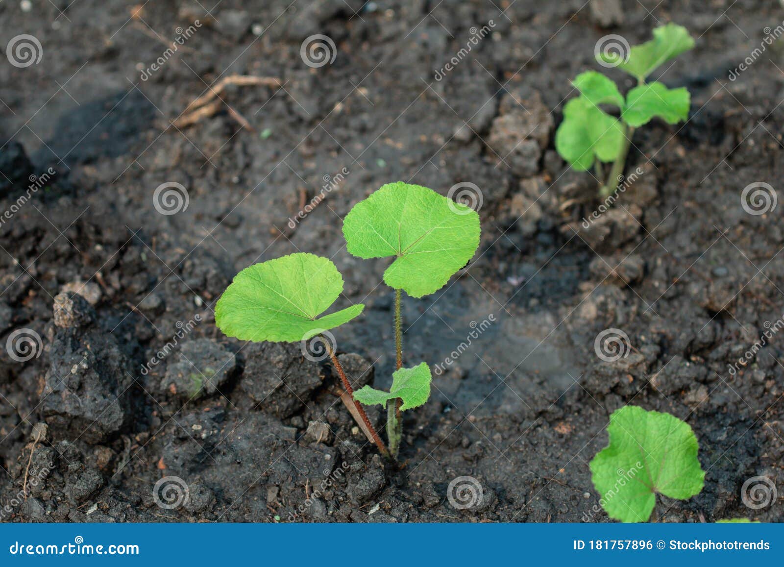 Small Trees are Growing in Plots, Cultivated with Fertile Black Soil ...