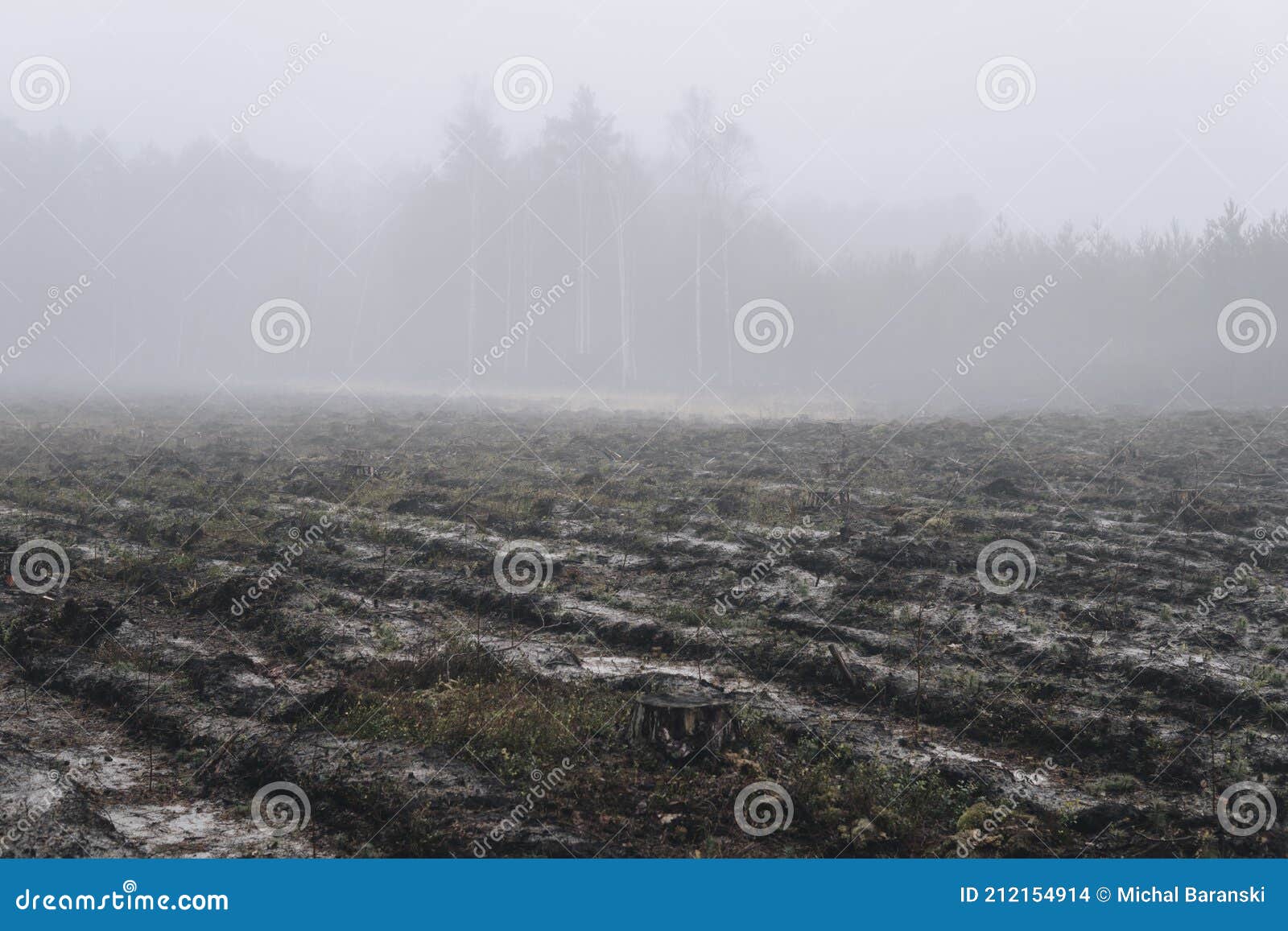 Small Trees Growing on an Empty Space Inside of a Forest Stock Photo ...