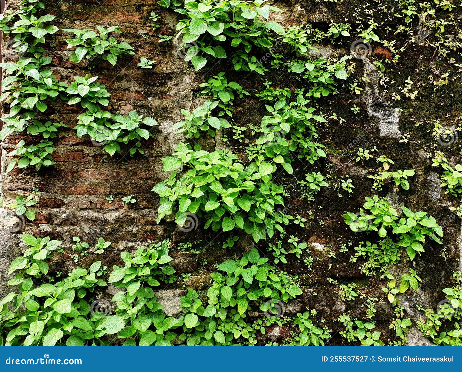 Small Trees Growing on the Wall Stock Image - Image of plant, garden ...