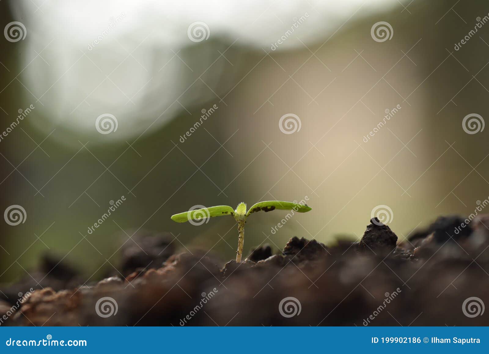 Small Trees are Growing, Warm in the Morning Stock Photo - Image of ...