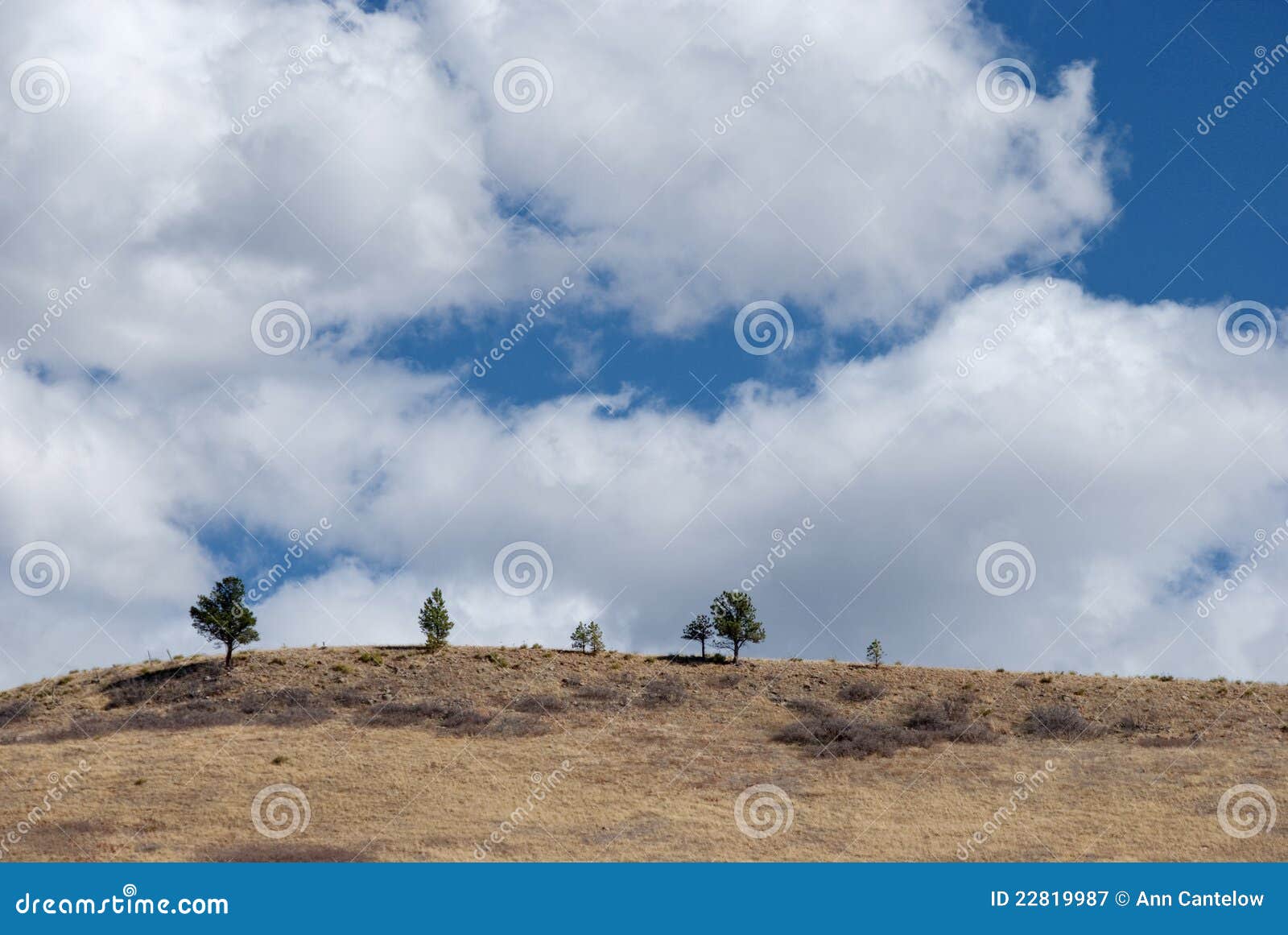 Small Trees on the Horizon stock image. Image of colorado - 22819987