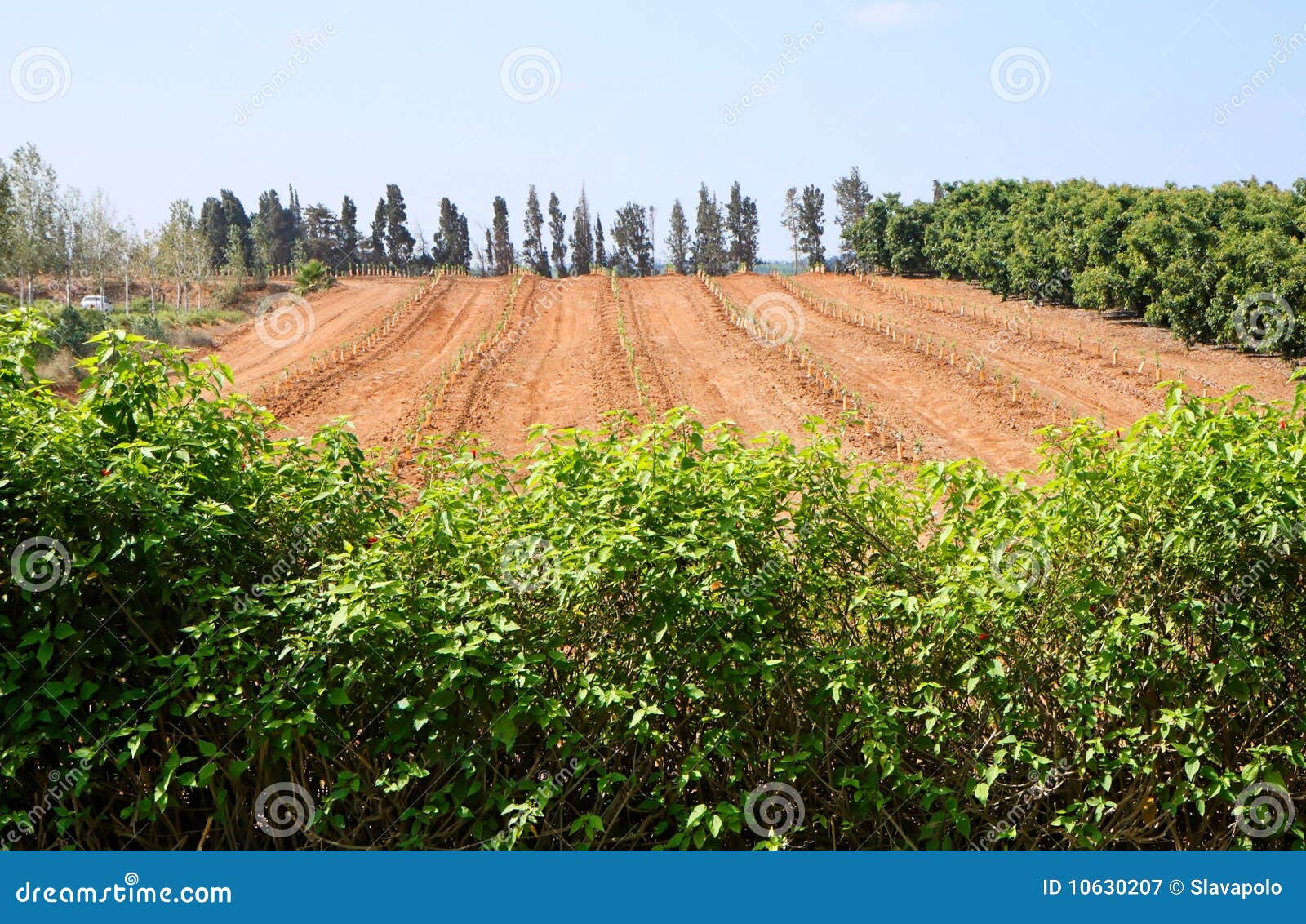 Small Trees in Nursery Garden Landscape Stock Image - Image of grow ...
