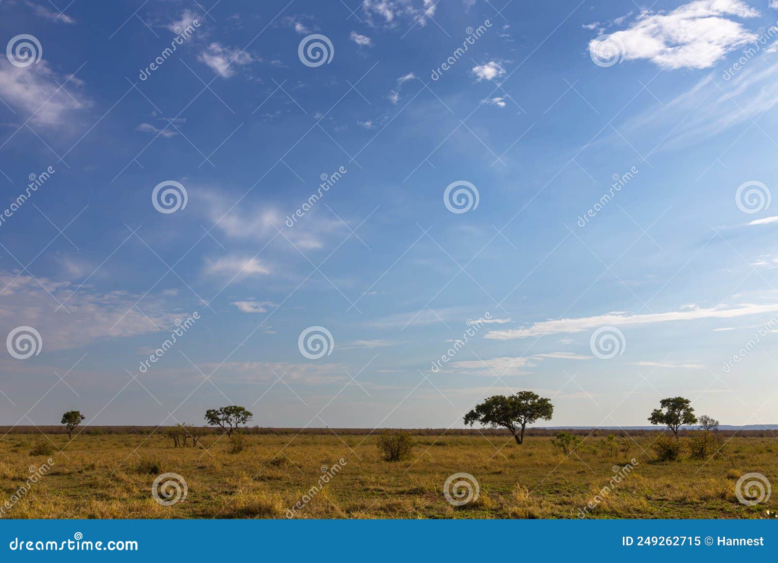 Small trees on the plain stock image. Image of palm - 249262715