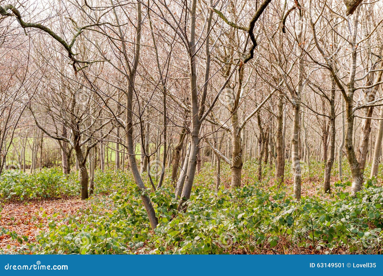 Small trees stock image. Image of graphics, plants, natural - 63149501