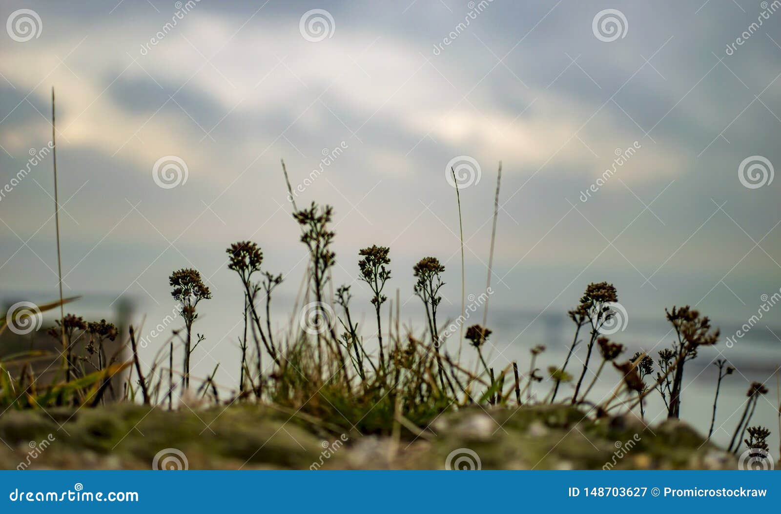 Small Trees and Plants at the Ridges of Dover Castle Stock Image ...