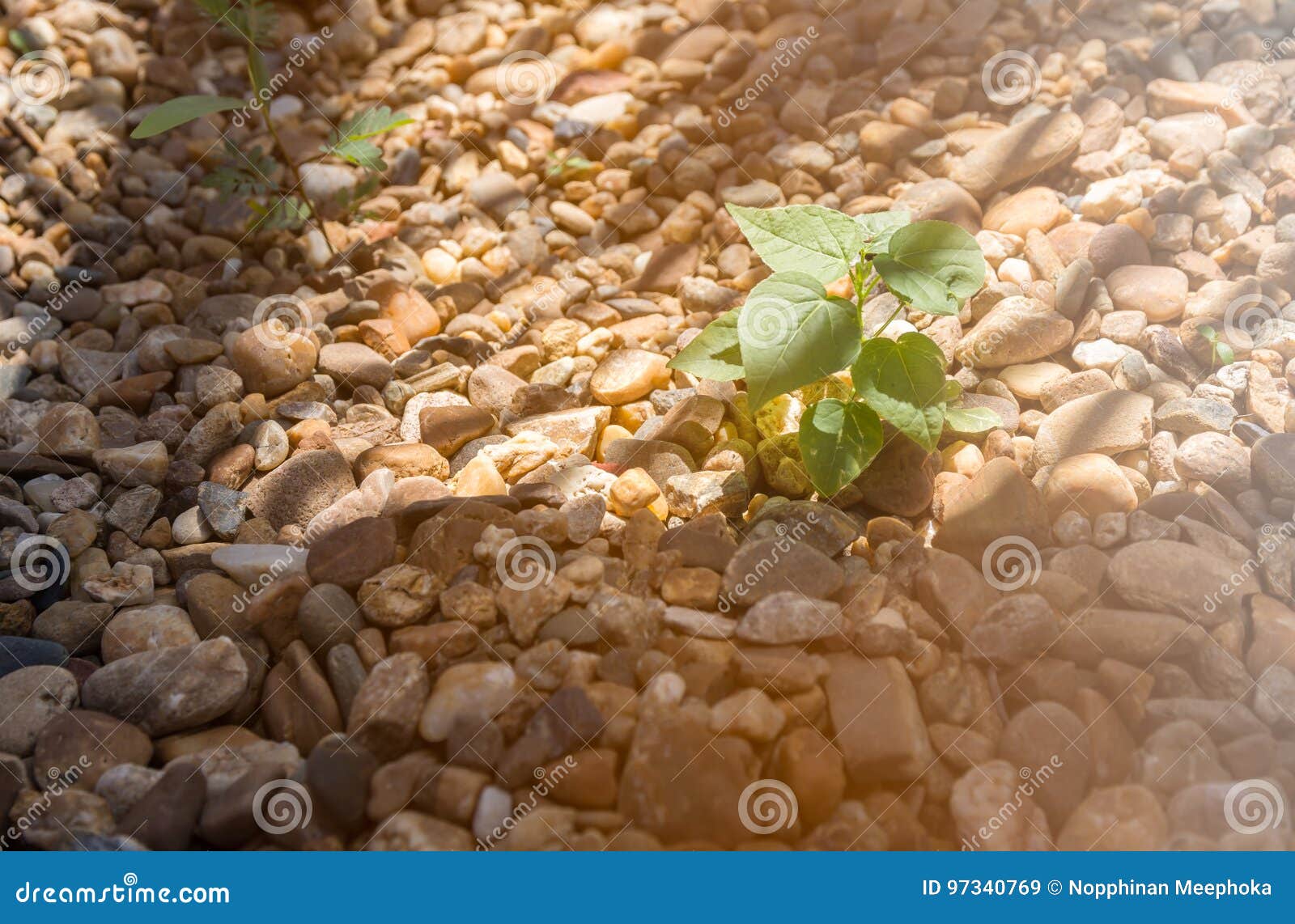 Small Trees are Rising from the Rocks in the Light of the Sun Stock ...