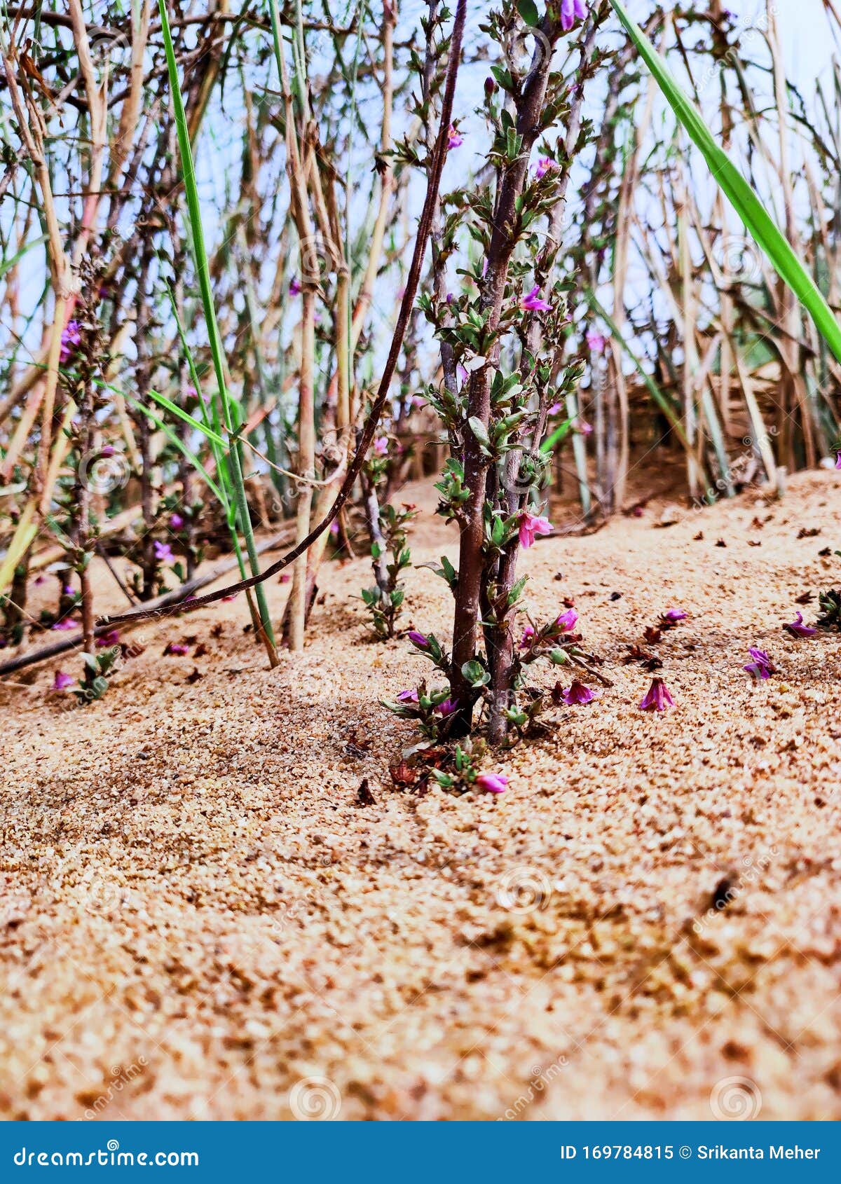 Small Trees on the Sand of River Mahanadi Stock Image - Image of trees ...