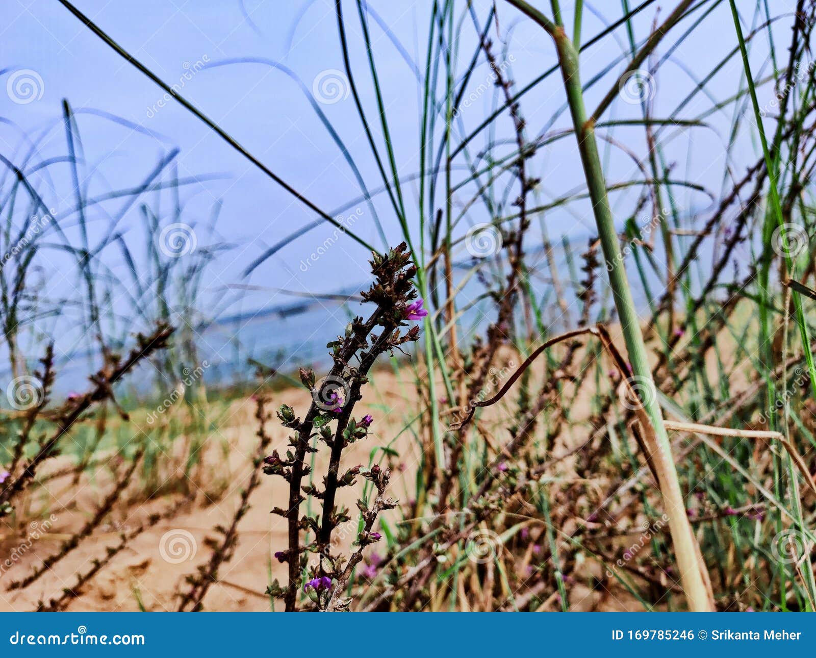 Small Trees on the Sand of River Mahanadi Stock Photo - Image of sand ...