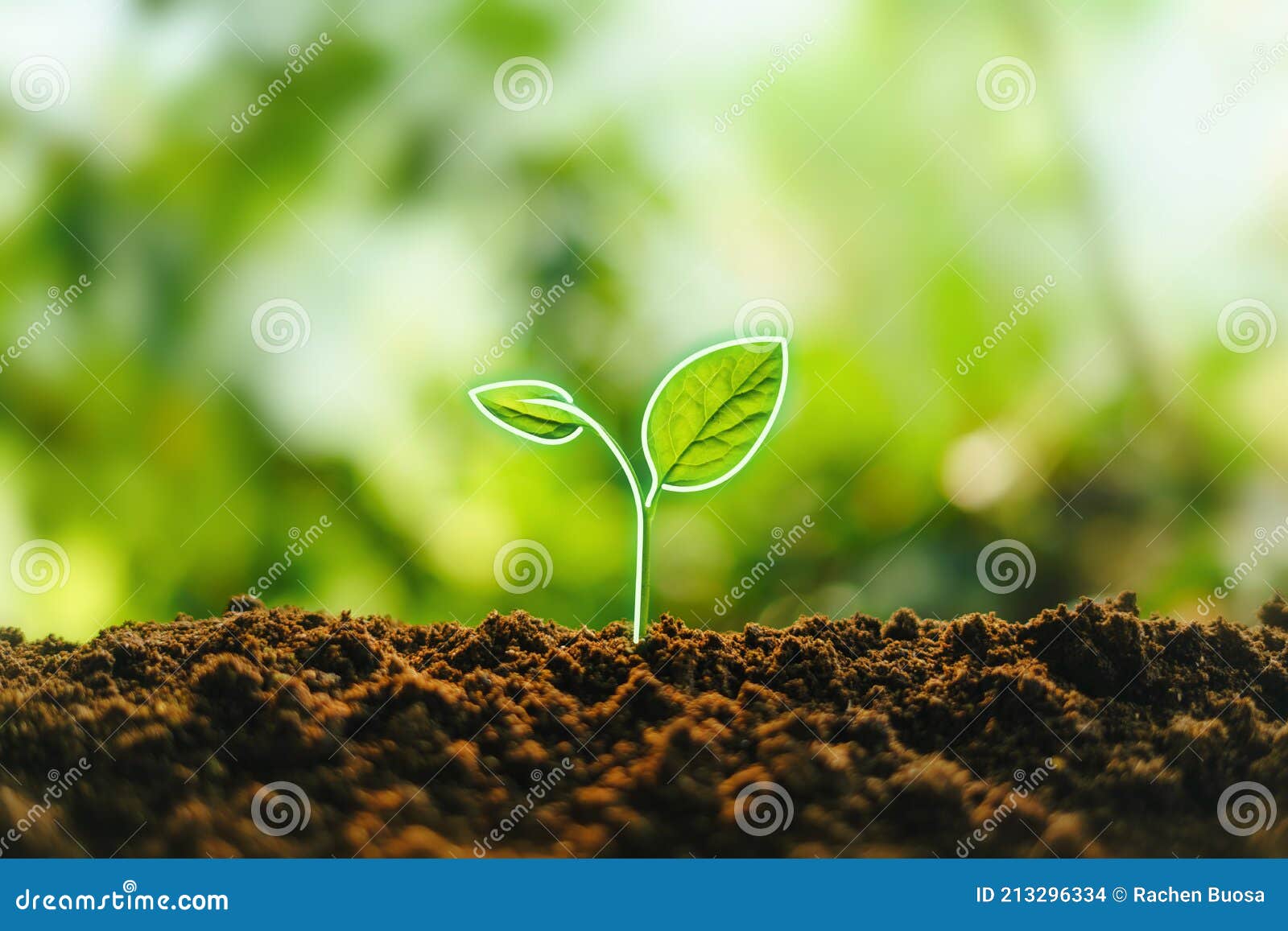 Small Trees on the Soil in Nature Stock Photo - Image of sunlight ...