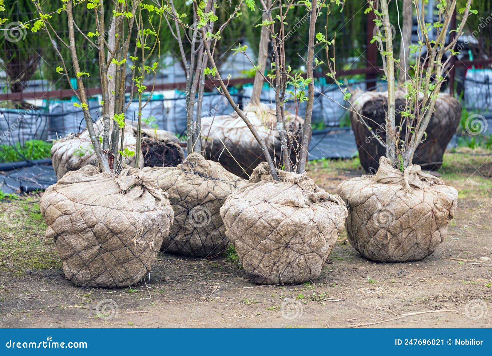 Trees Sold in Sackcloth Sacks in a Garden Center Stock Image - Image of ...