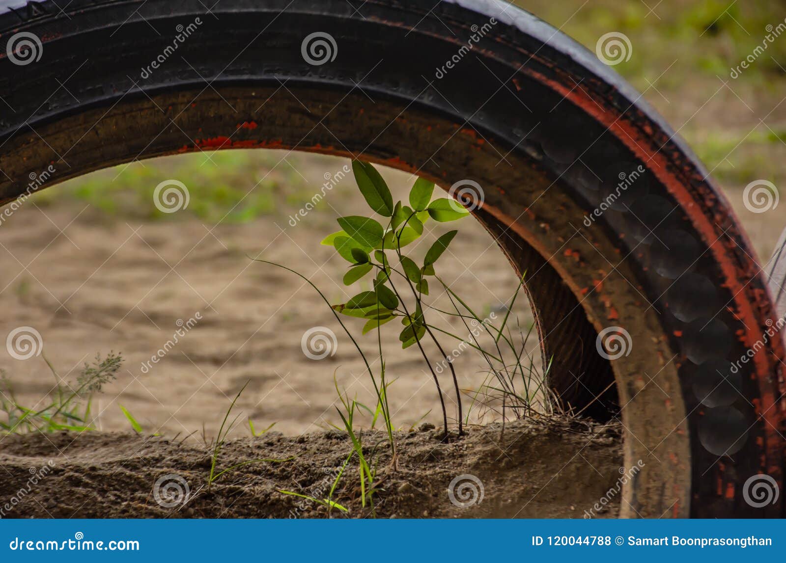 Small Trees that are Under the Tires. Stock Photo - Image of care ...