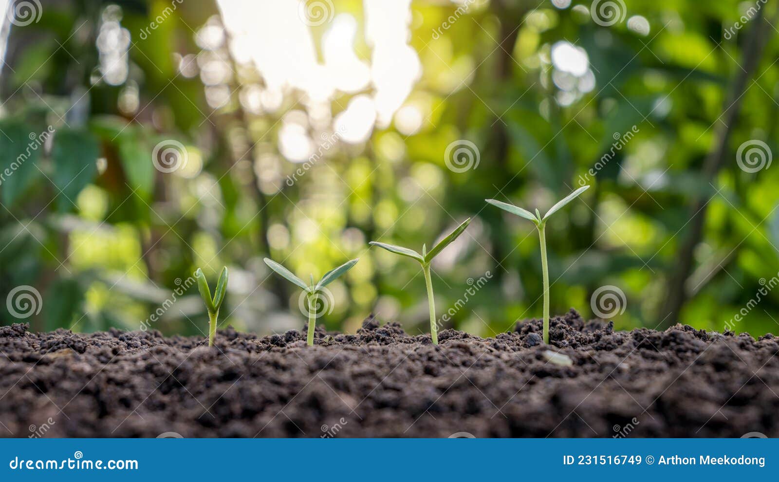 Small Trees of Various Sizes Growing on Soil, Natural Resource Stock ...