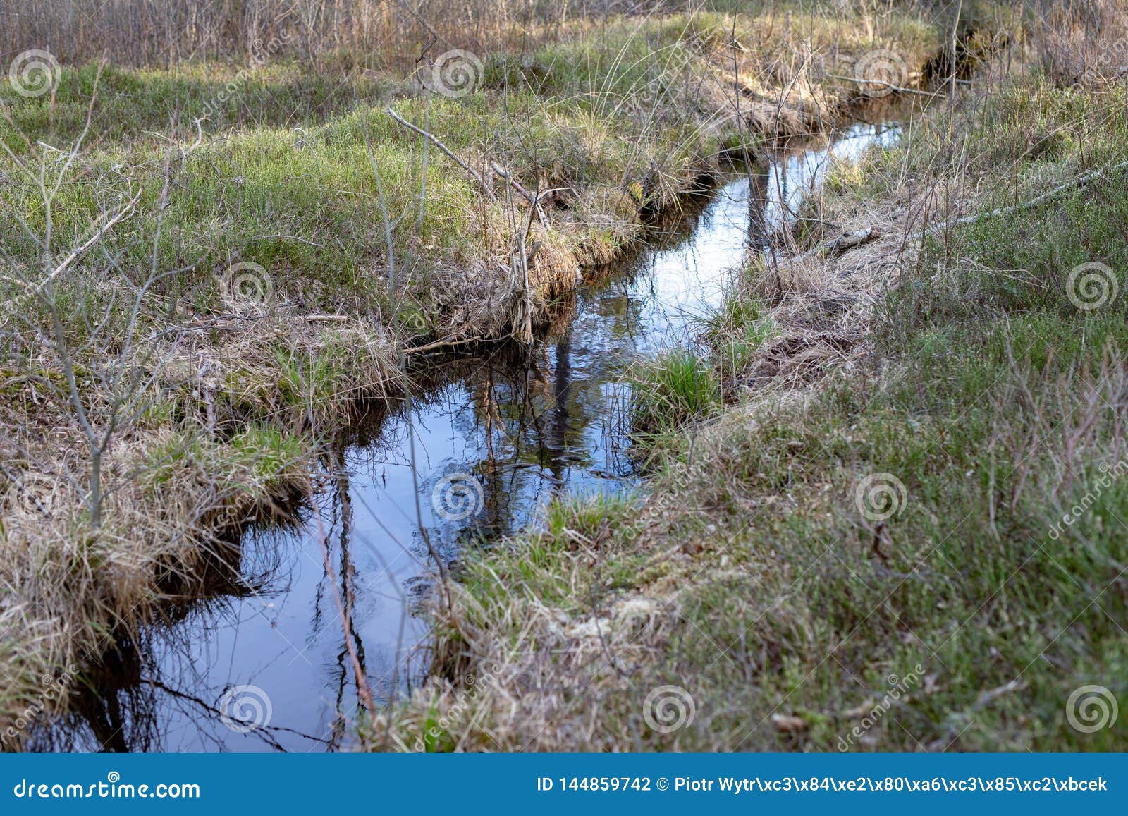 A Small Trench in the Forest. River Flowing through the Forest Stock ...
