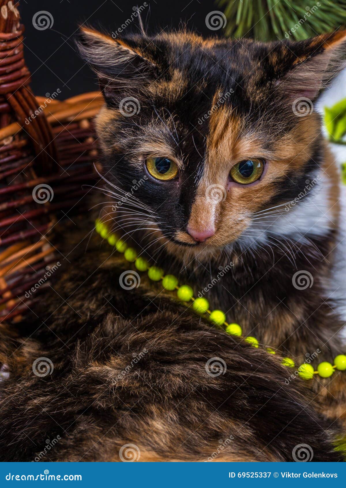 Small Tri-color Kitten in the Basket Stock Image - Image of playing ...