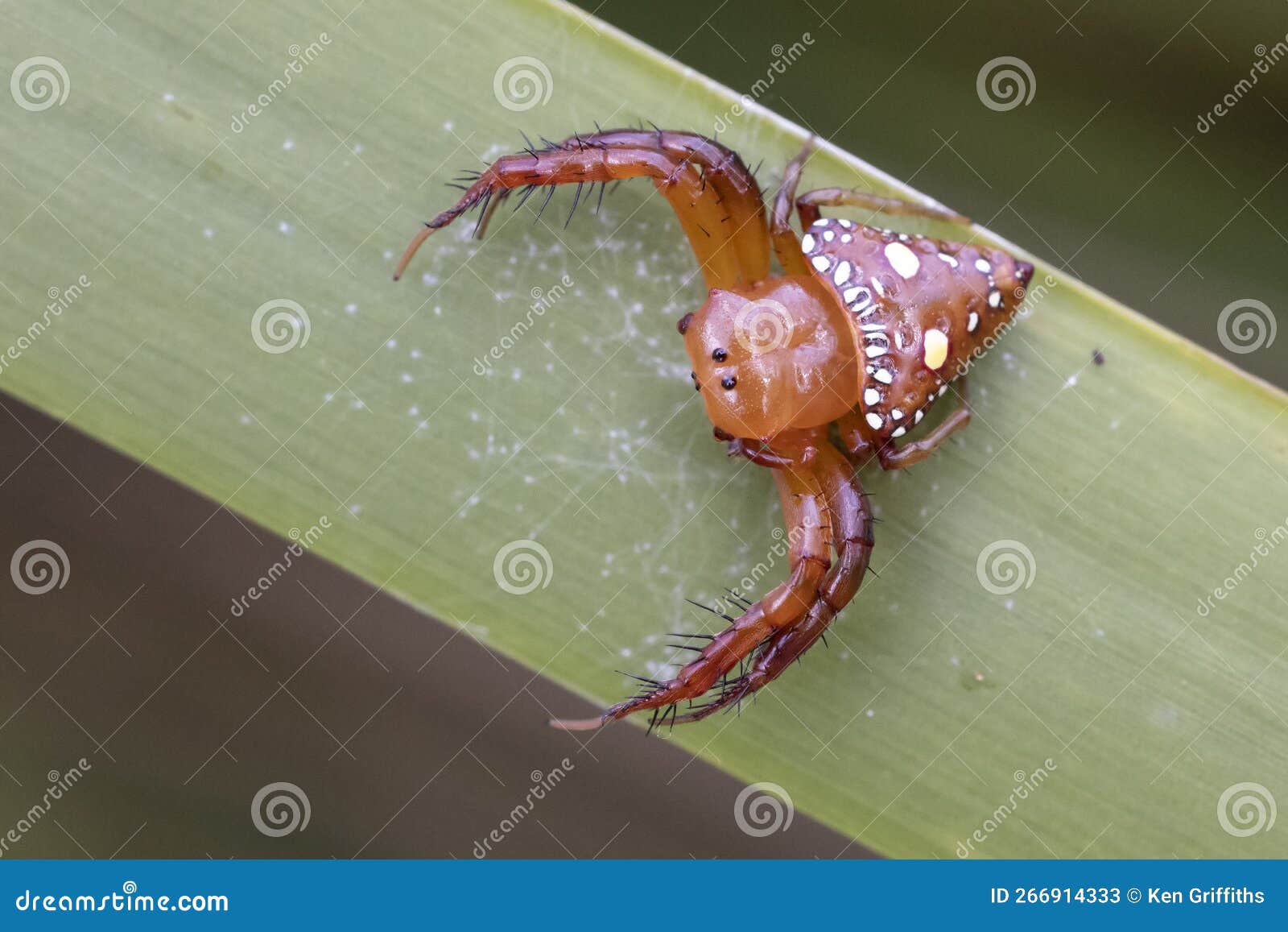 Small Triangle spider stock image. Image of spider, nature - 266914333