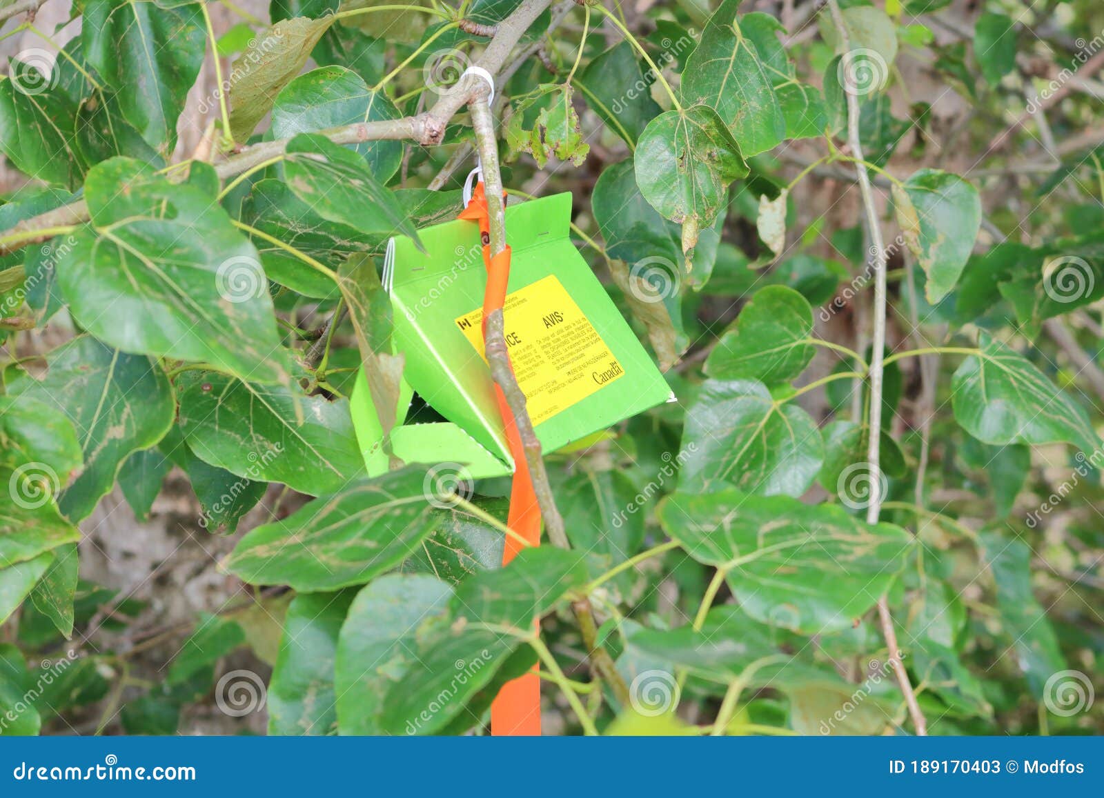 Government of Canada Collecting Insect Samples Editorial Stock Photo ...