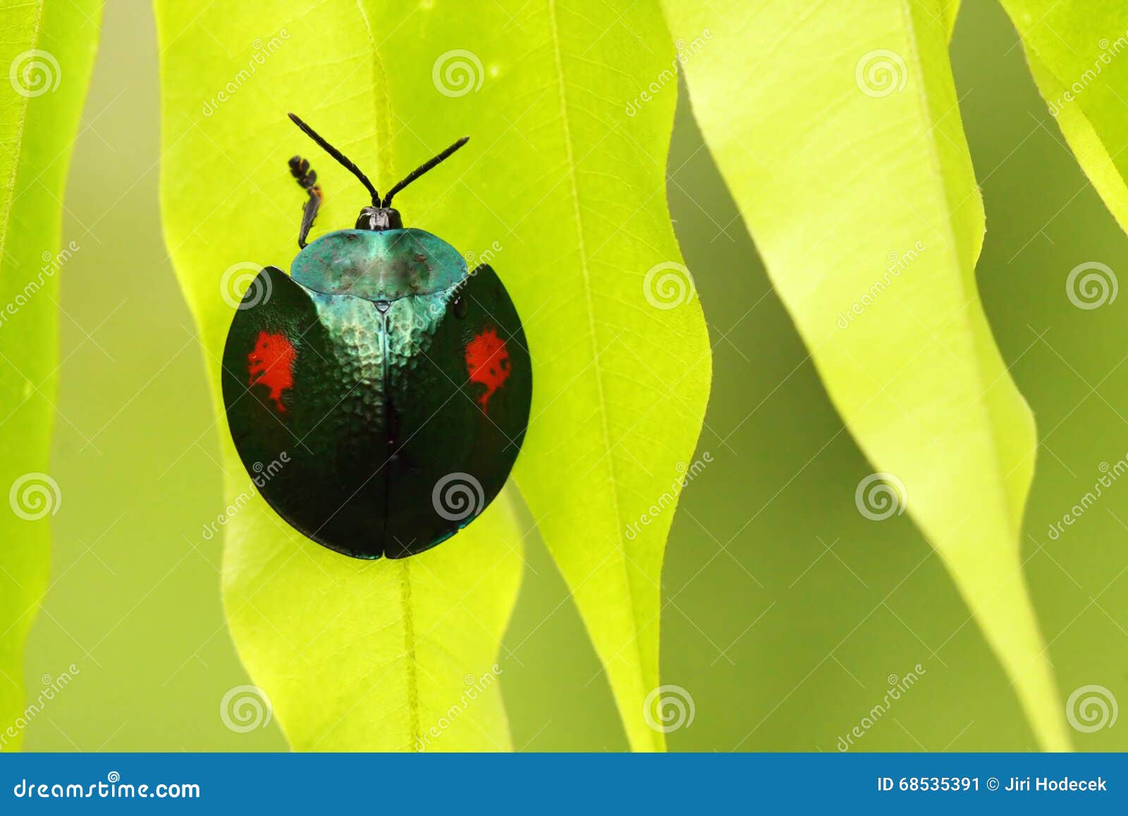 Small tropical beetle stock image. Image of macro, crawly - 68535391