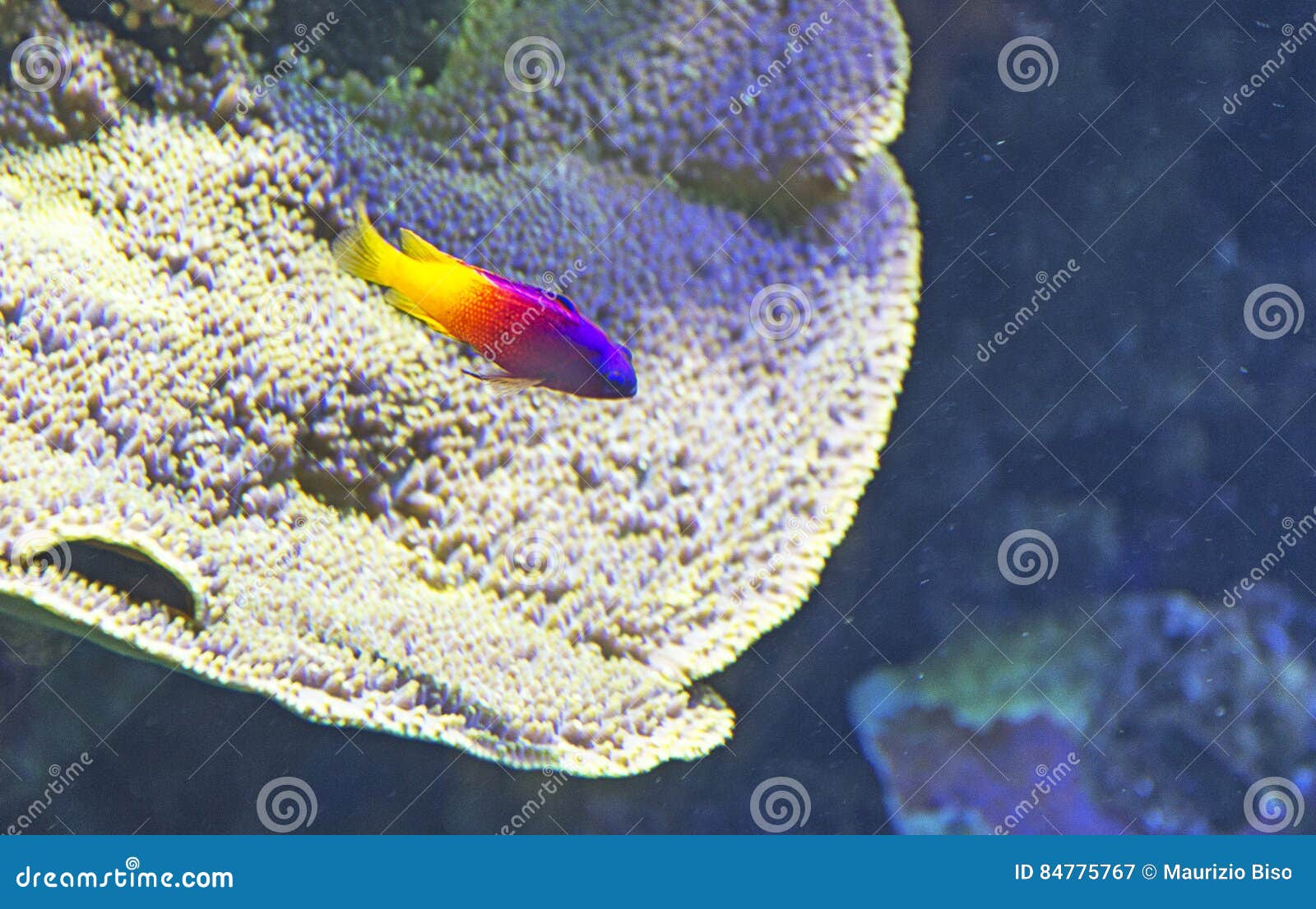 Small tropical fish stock image. Image of pacific, deep - 84775767