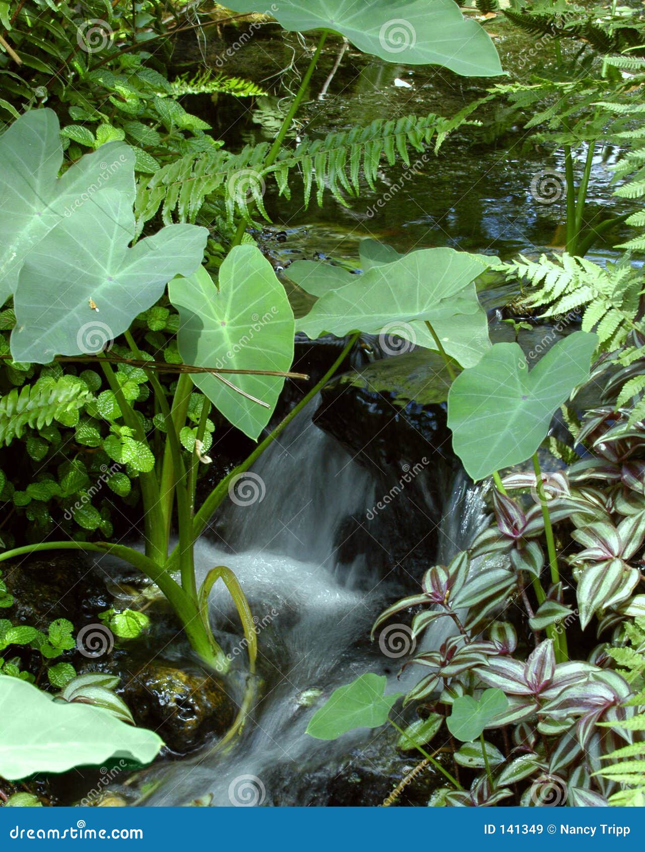 Small tropical stream stock image. Image of water, outside - 141349
