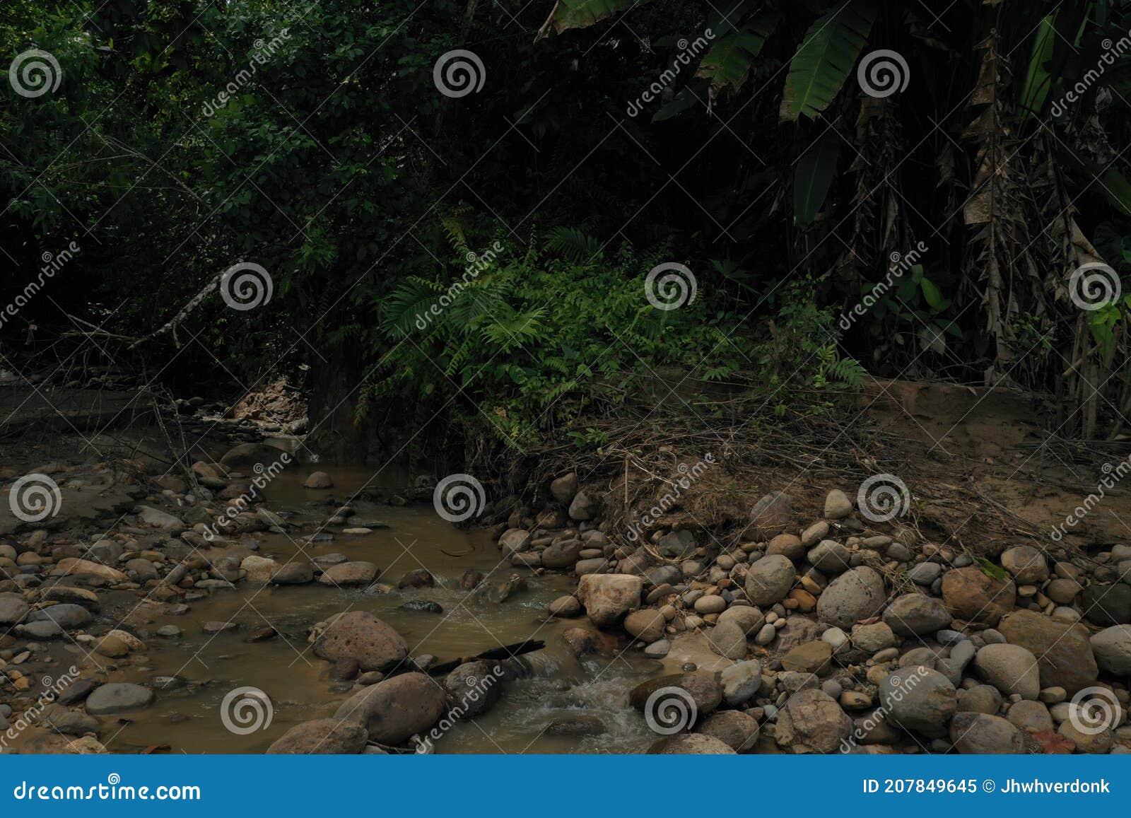 A Small Tropical Stream in the Amazon Rainforest Stock Image - Image of ...