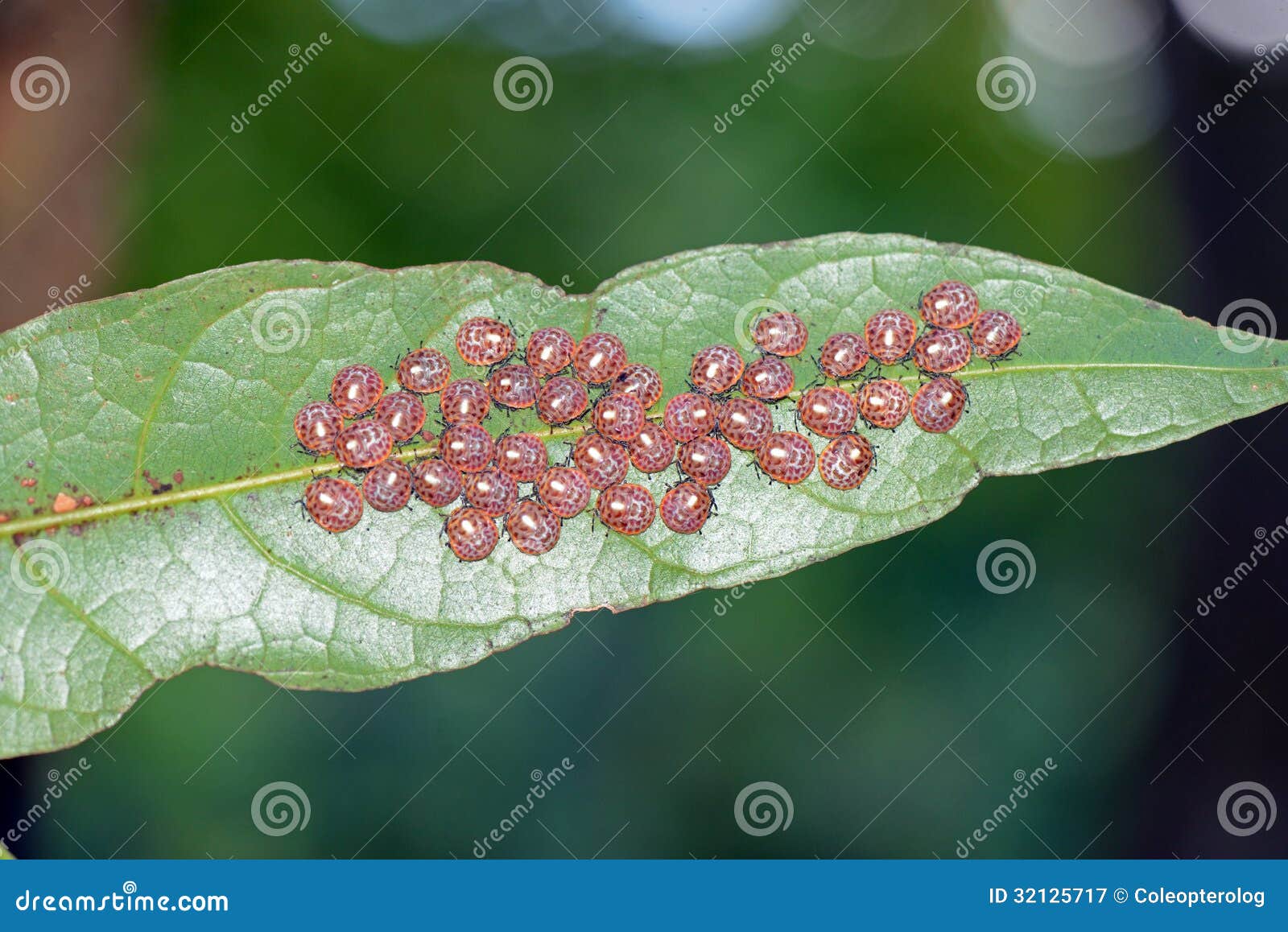 Small true bugs on leaf stock image. Image of wildlife - 32125717