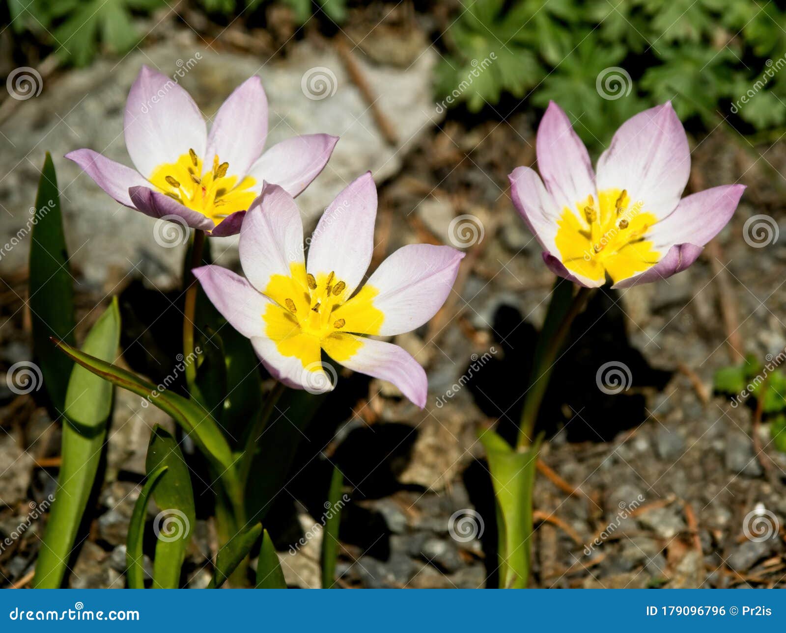 Small tulips blooming stock photo. Image of minitulips - 179096796