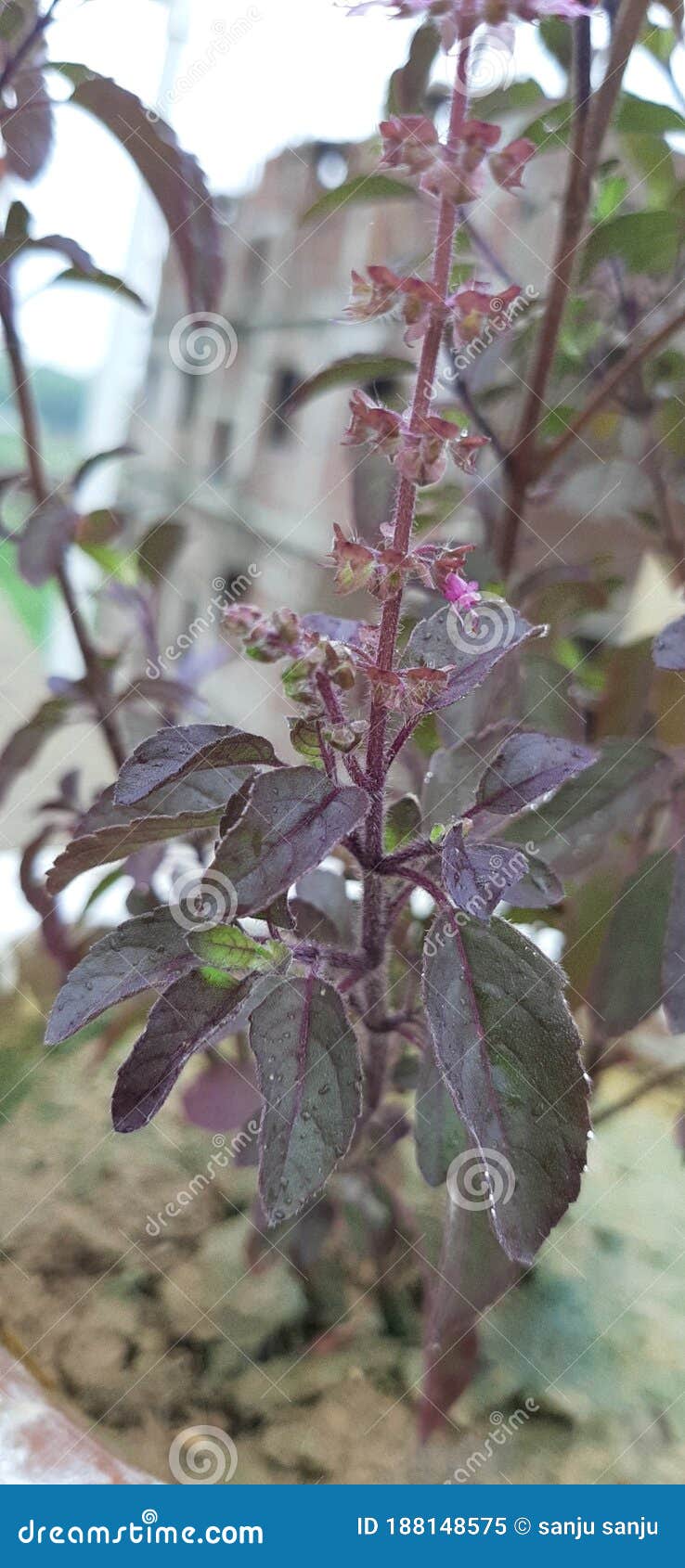 Small tulsi plant stock image. Image of fruit, leaf - 188148575