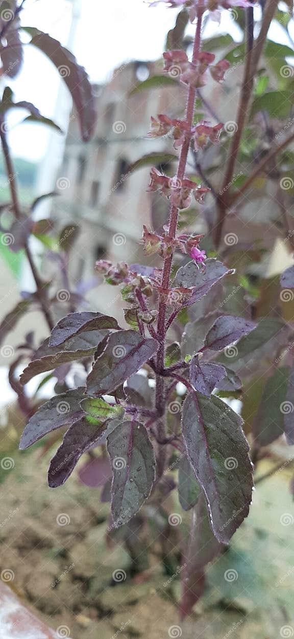 Small tulsi plant stock image. Image of fruit, leaf - 188148575
