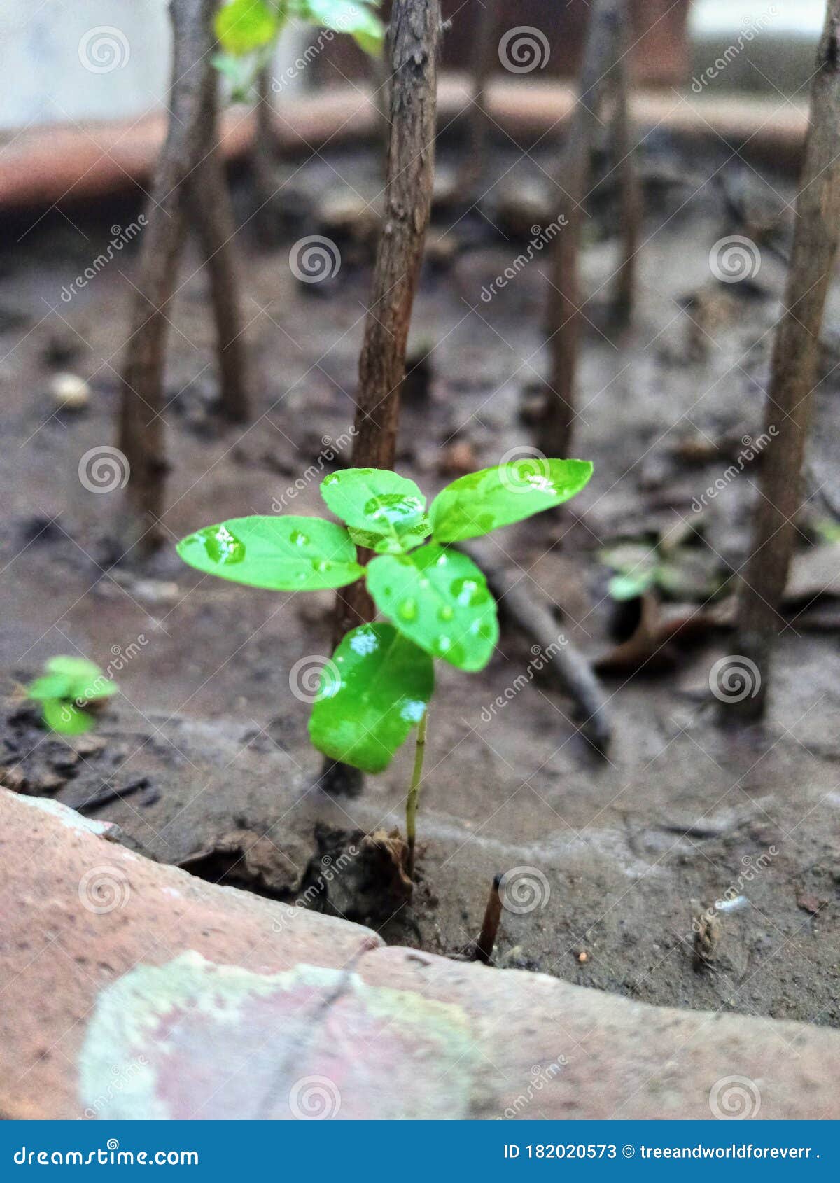 Small tulsi plant stock image. Image of ayurvedic, herb - 182020573