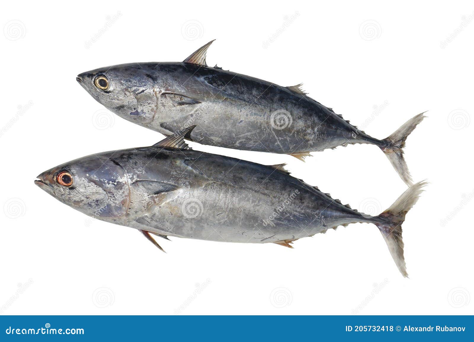 Small Tuna Caught in the Gulf of Thailand Stock Photo - Image of ñ ðµñ ...